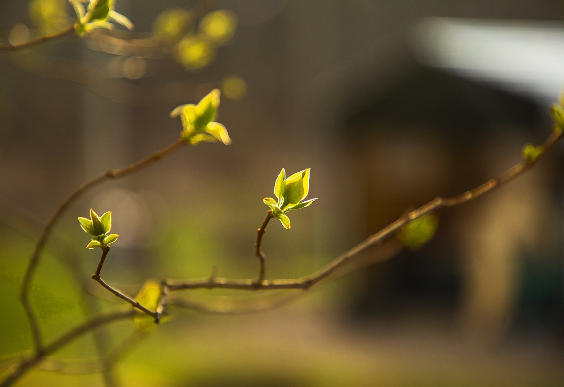 Download Nature Branch HD Wallpaper