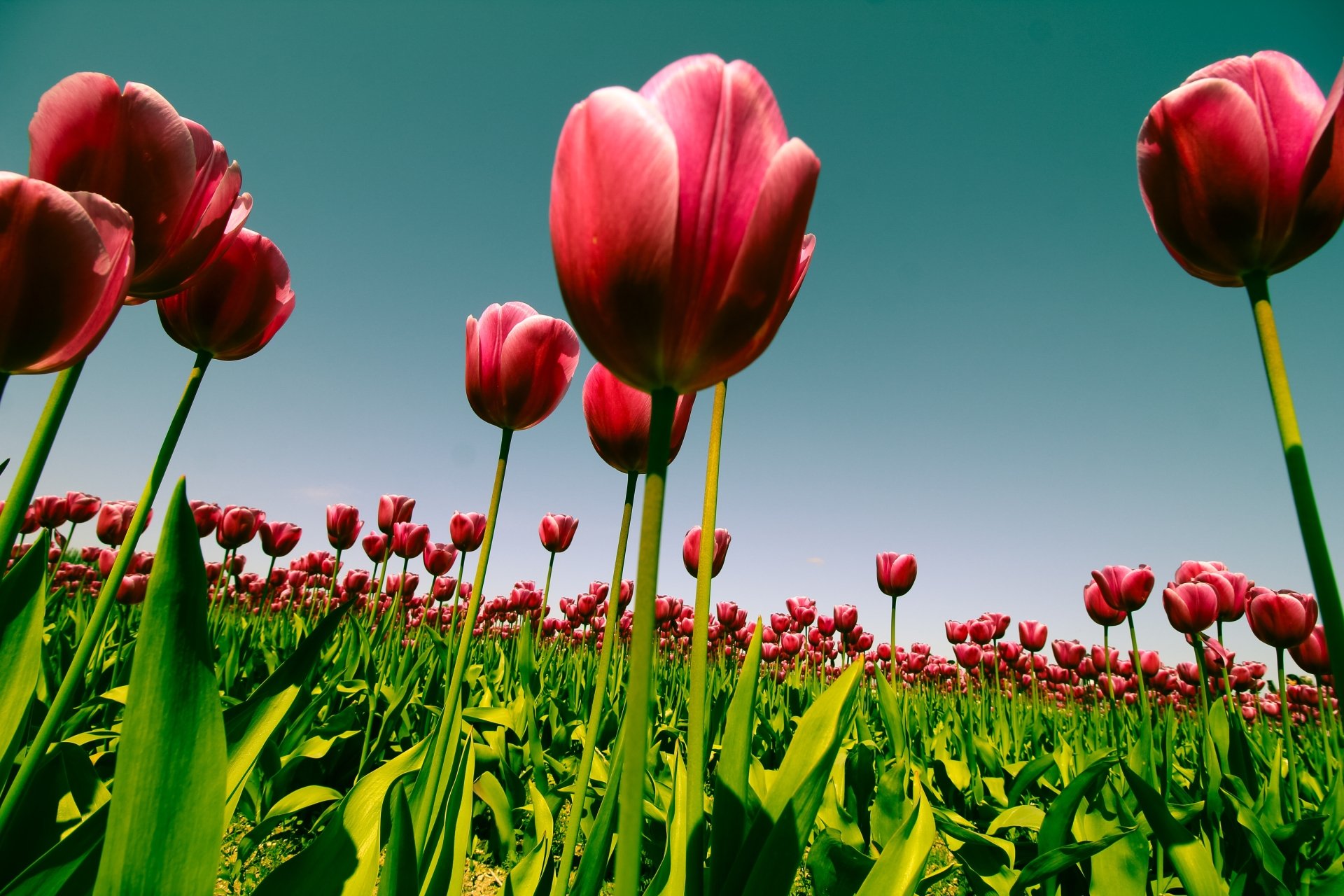 Download Nature Tulip 4k Ultra HD Wallpaper