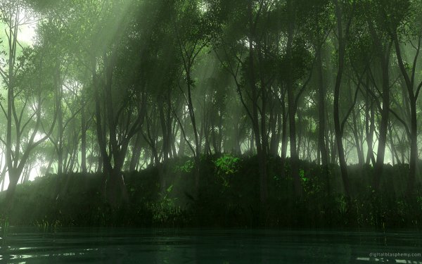 Sunshine in Birch Forest