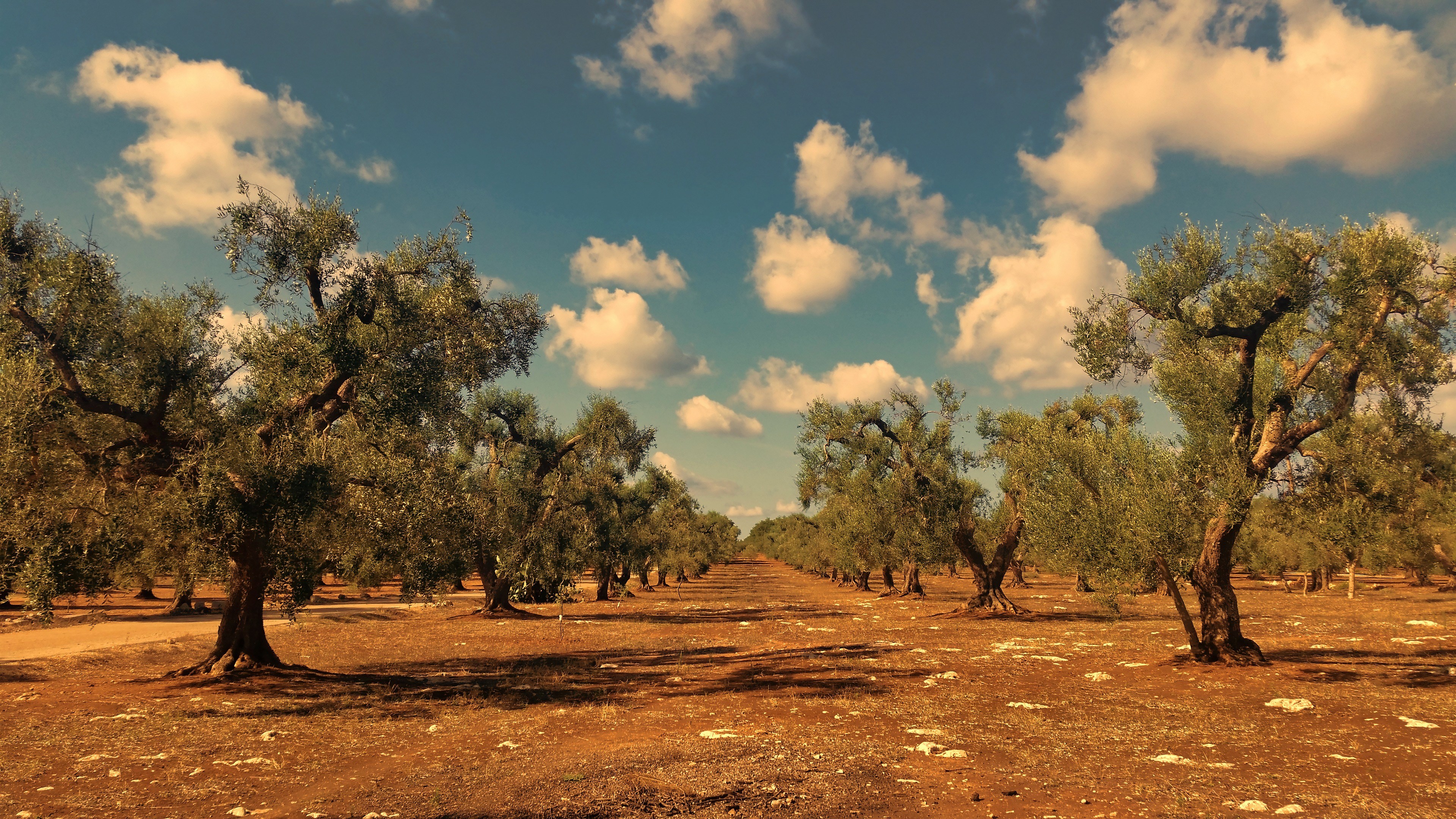 Download Tree Cloud Sky Nature Landscape 4k Ultra HD Wallpaper by Elio ...