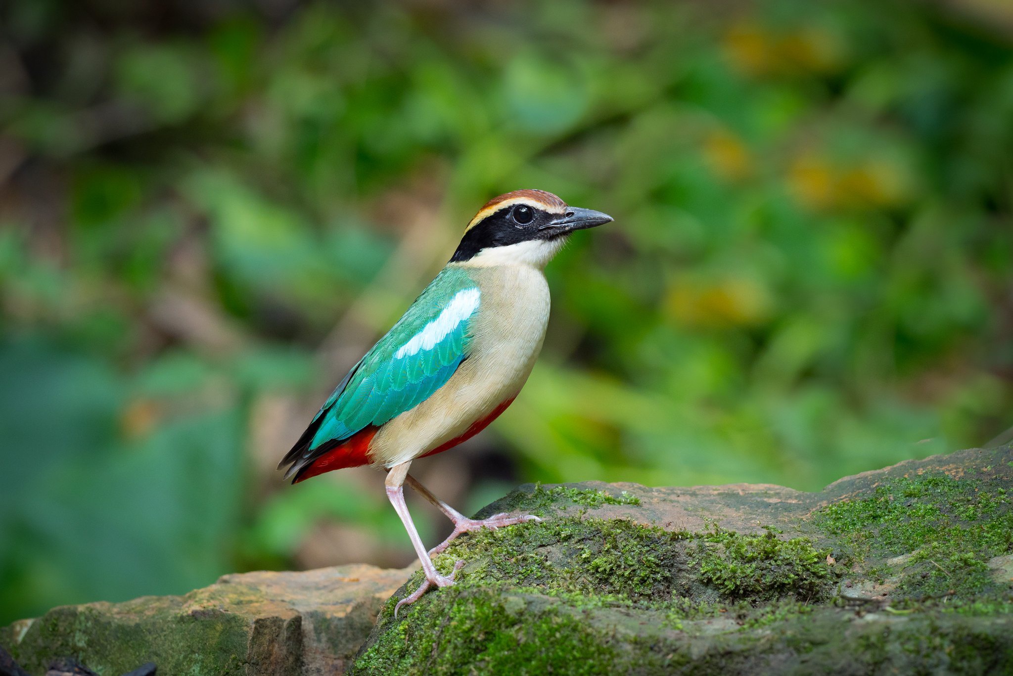 Download Fairy Pitta Animal Bird HD Wallpaper