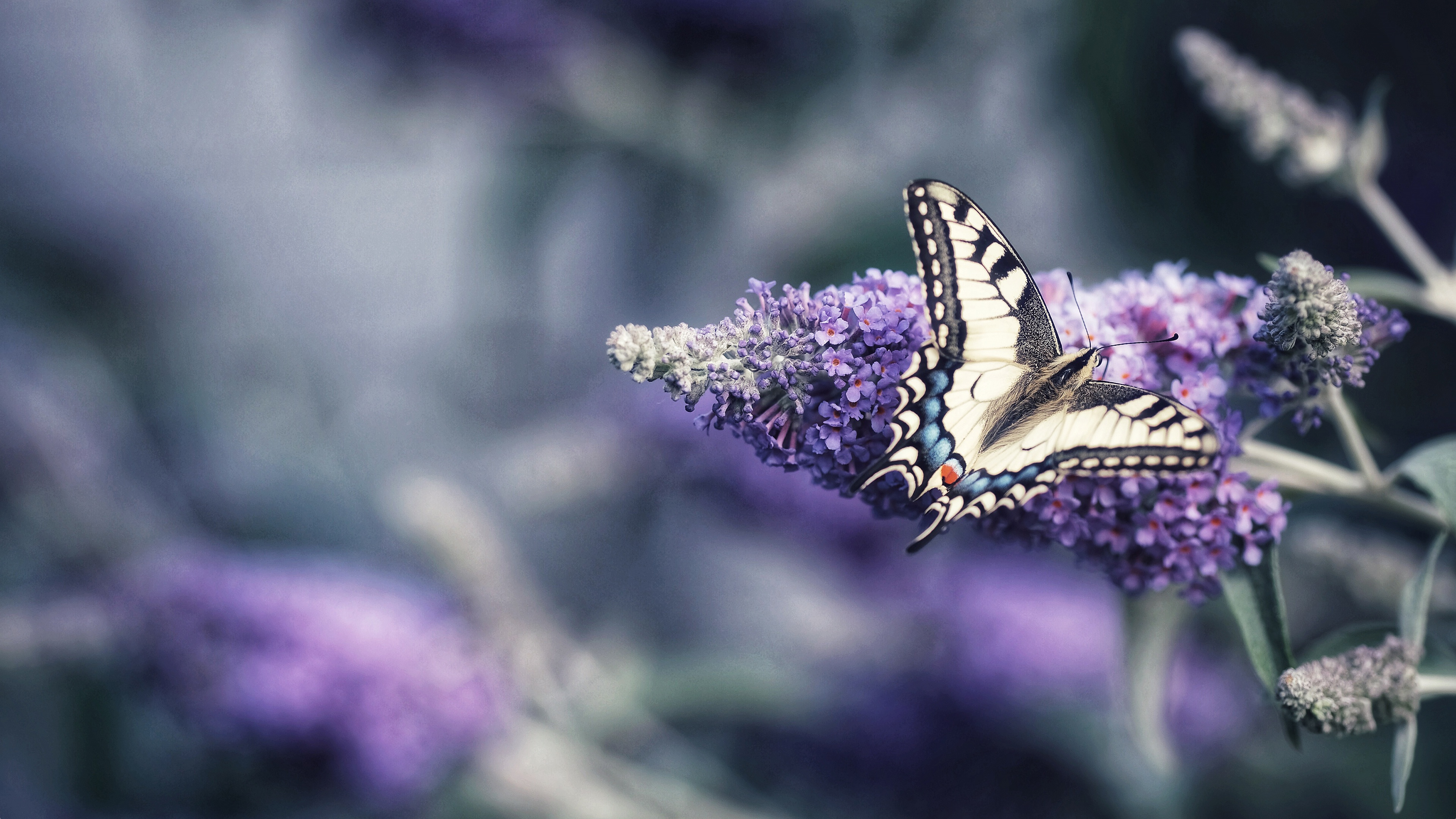 Butterfly 4k Ultra HD Wallpaper