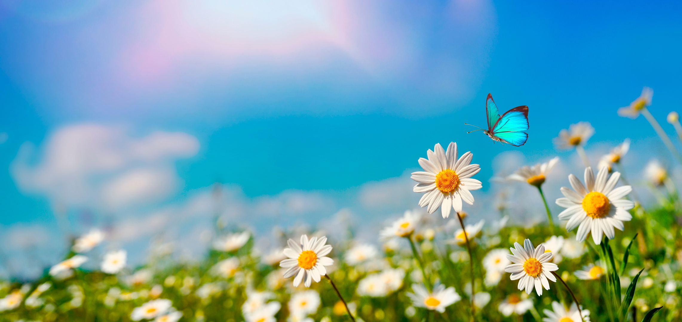 Download Chamomile Animal Butterfly HD Wallpaper