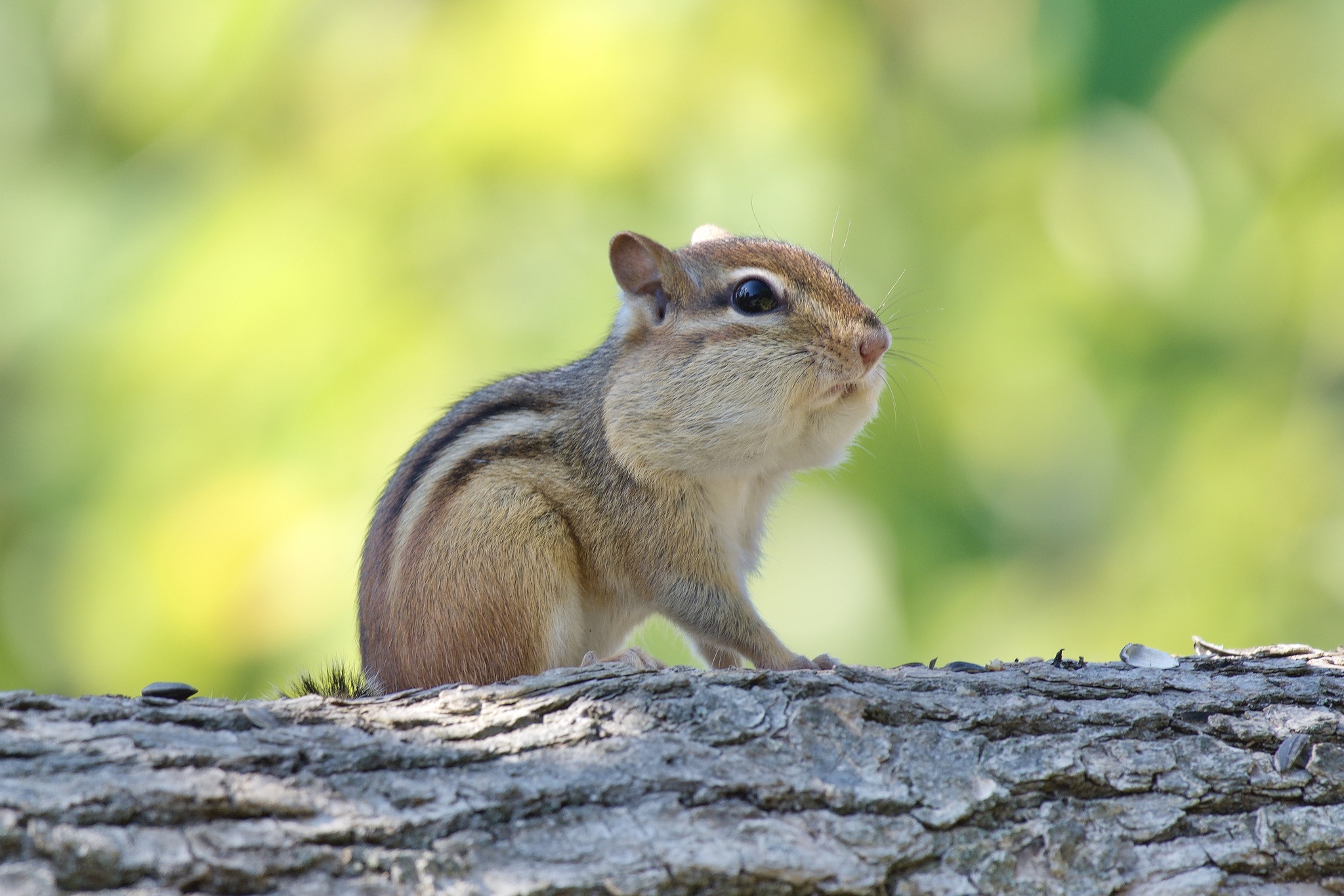 HD Chipmunk Delight: Nature’s Charming Rodent in High Definition