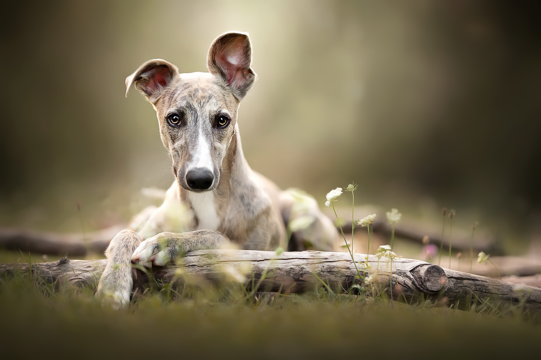 Download Dog Animal Whippet HD Wallpaper