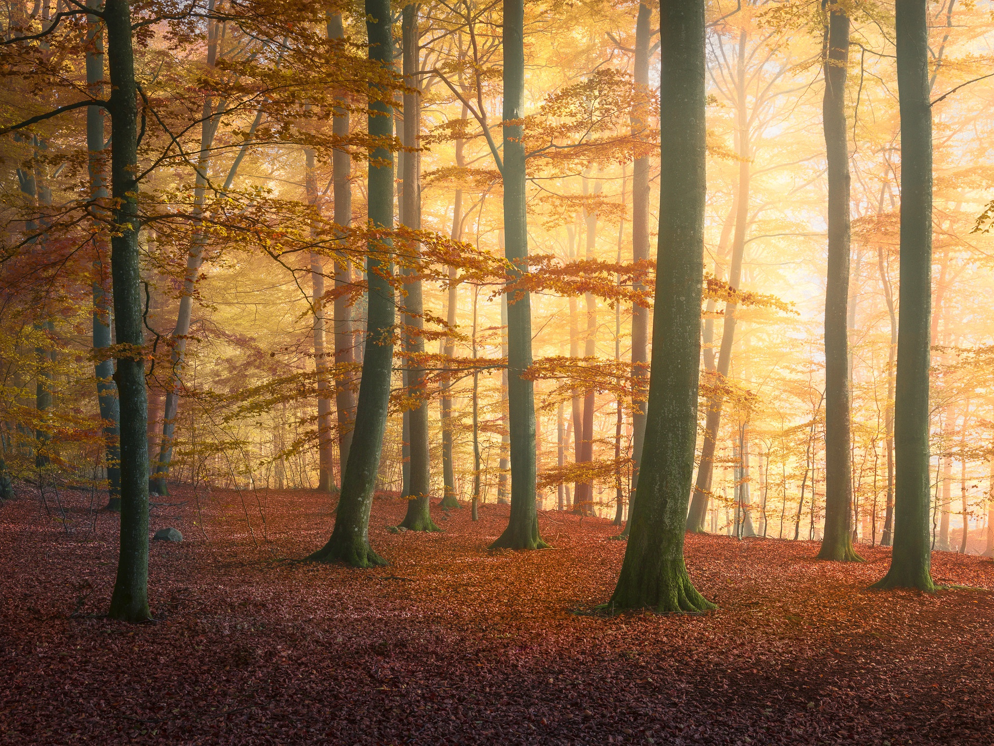 Background 2000x1500 Wallpaper