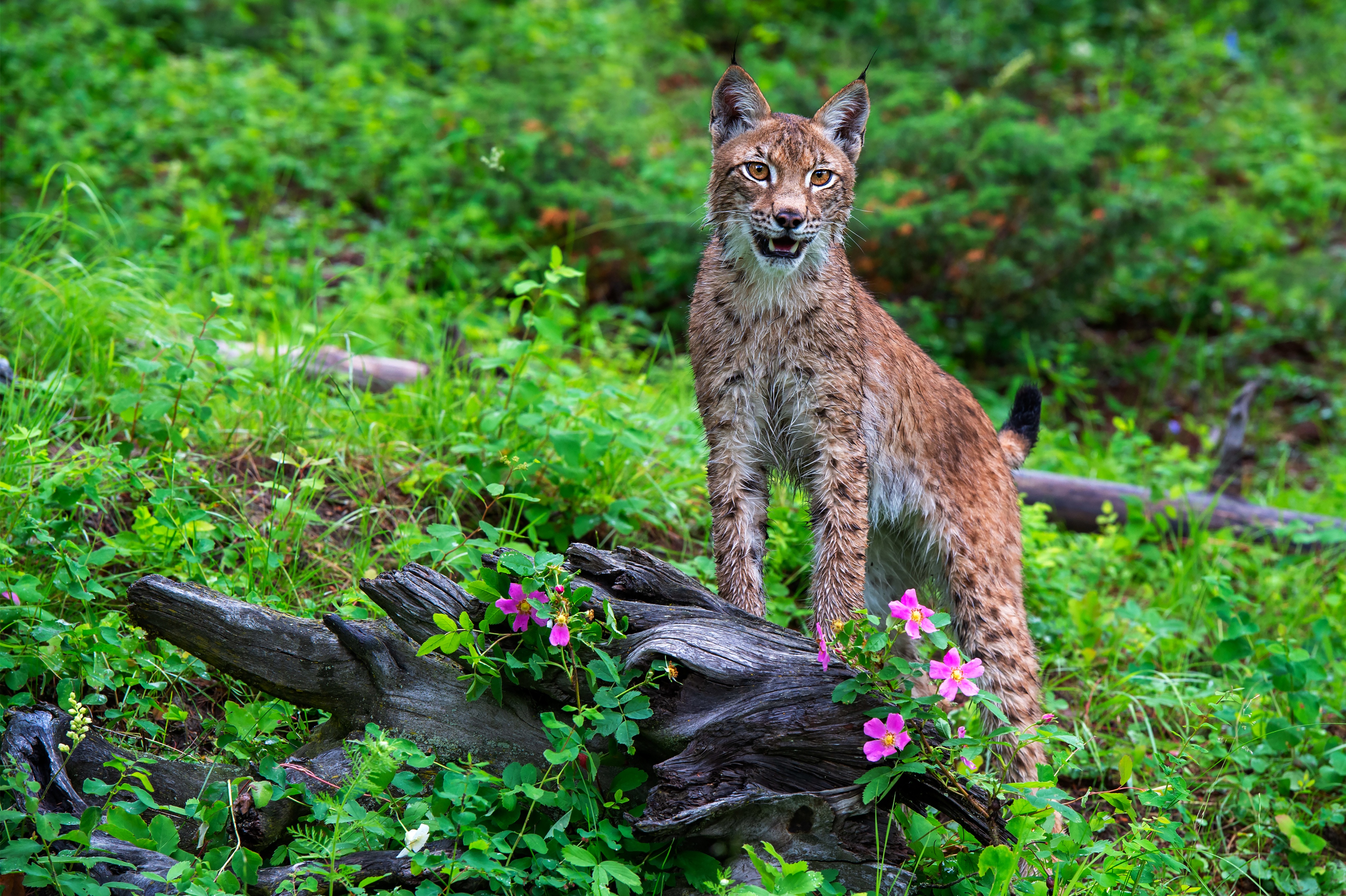 Download Animal Lynx 4k Ultra HD Wallpaper