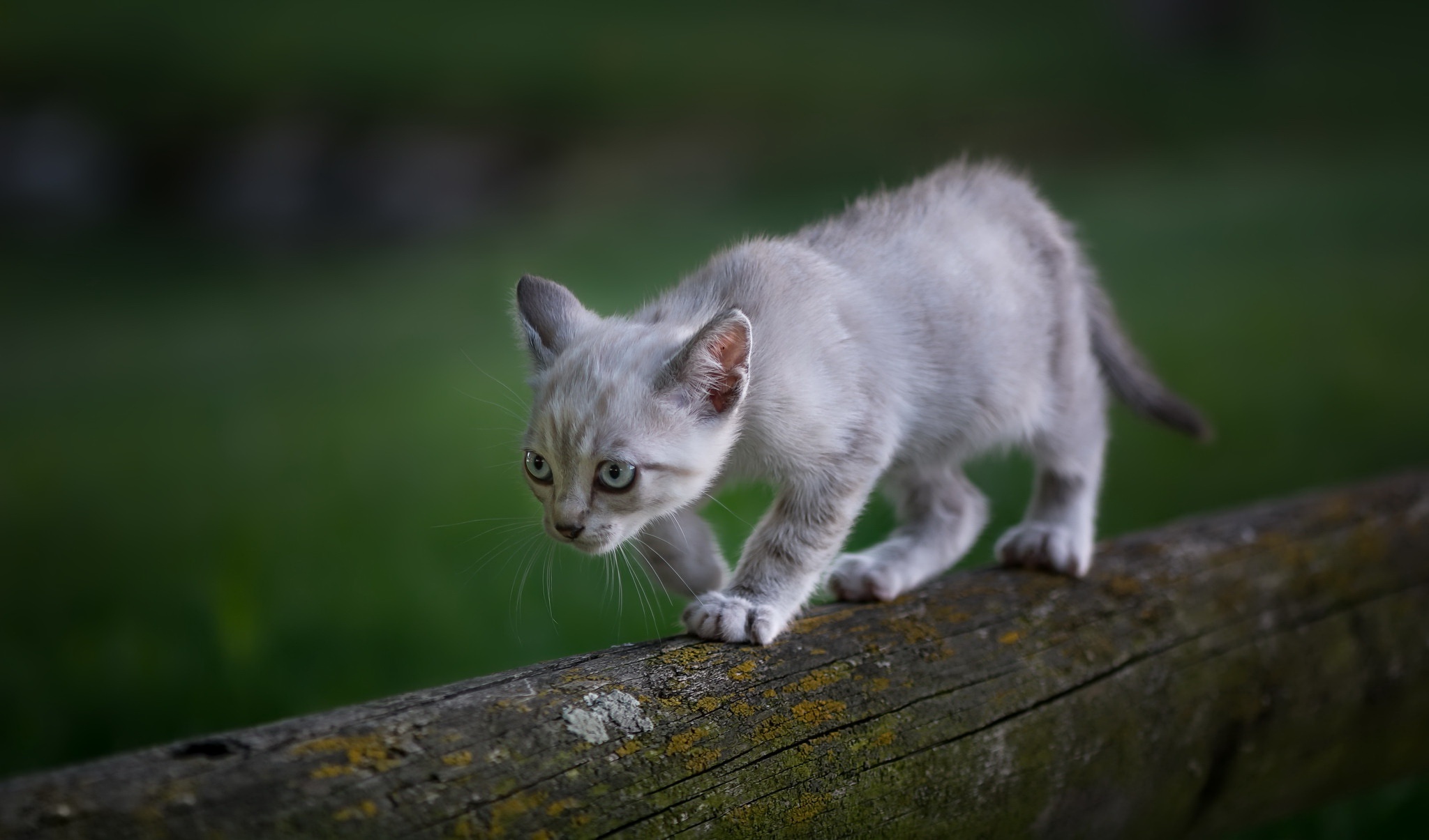 Download Kitten Animal Cat HD Wallpaper