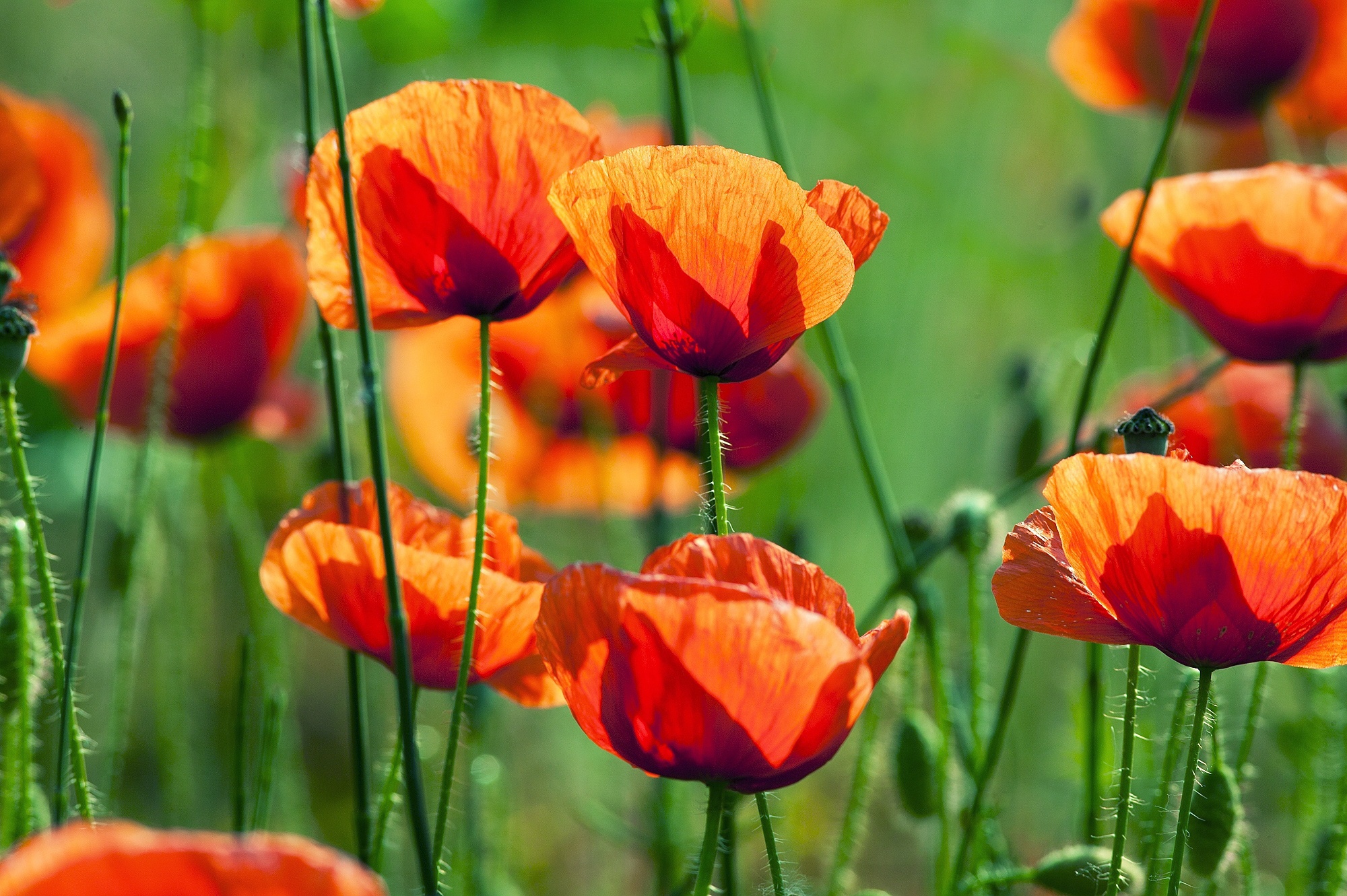 Download Nature Poppy HD Wallpaper