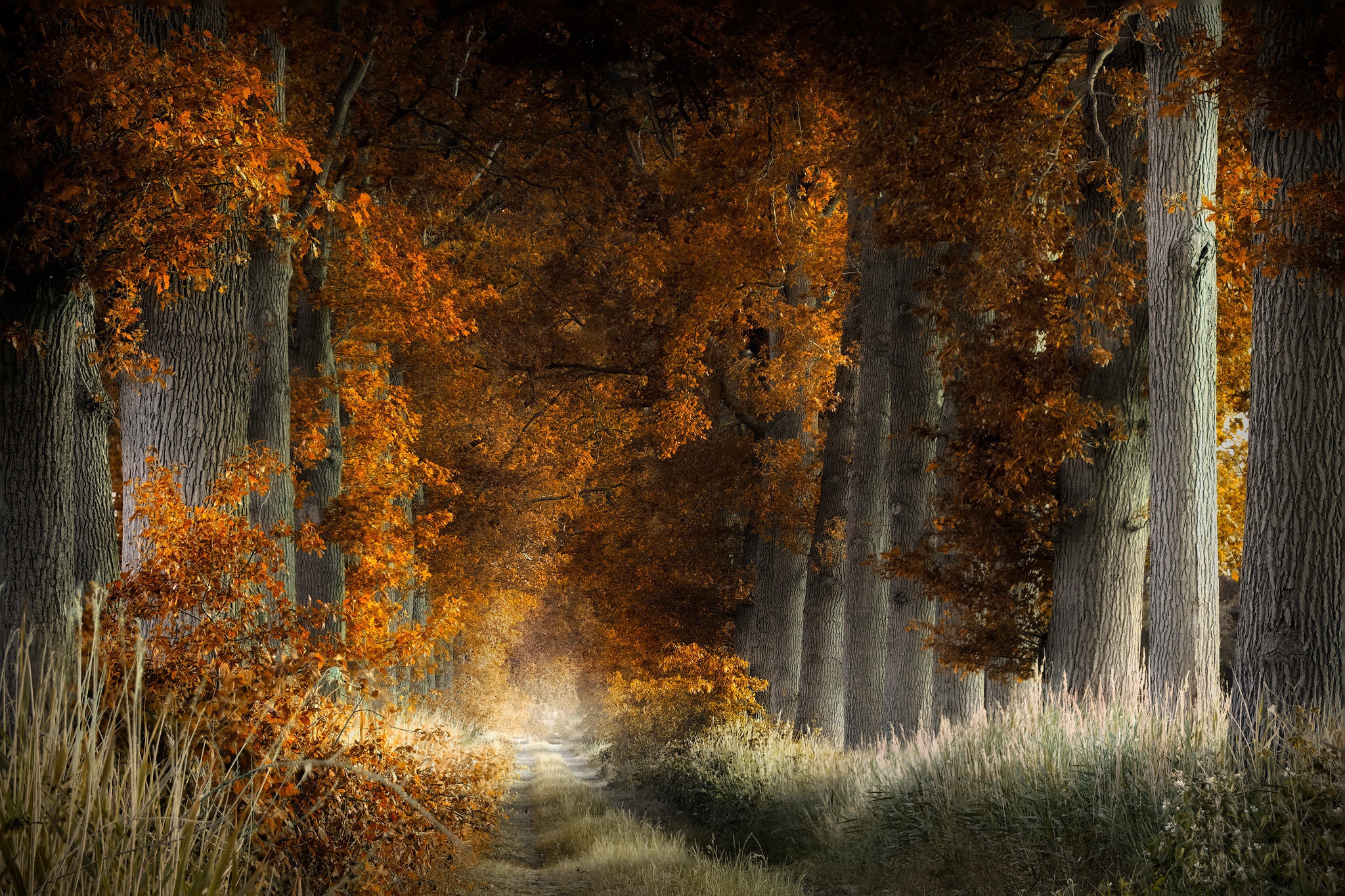 Download Forest Fall Nature Path HD Wallpaper