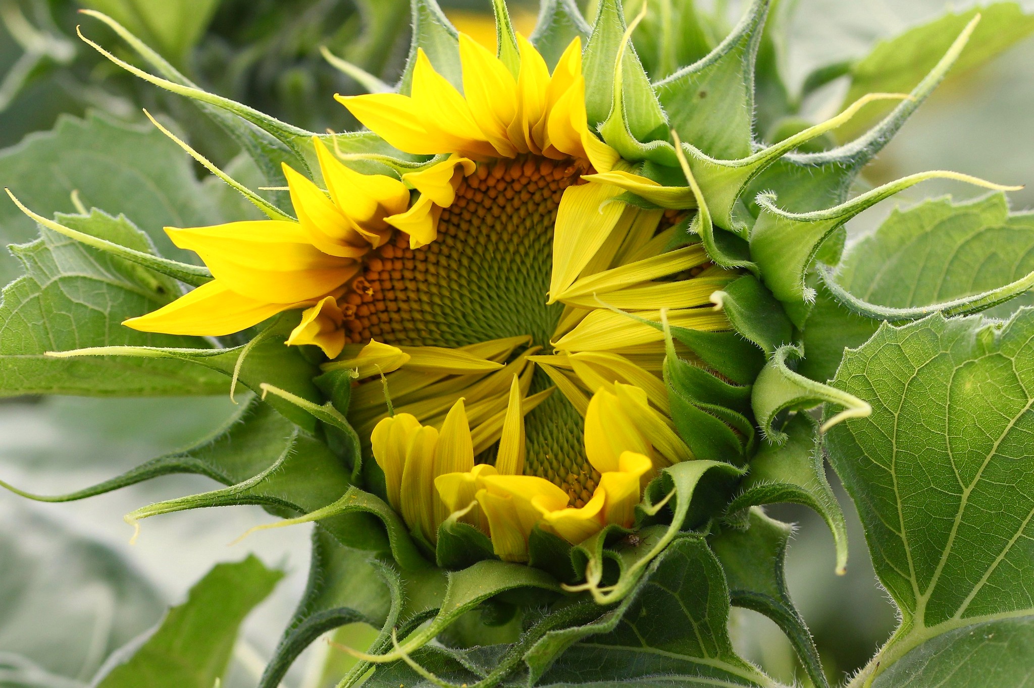 Download Nature Sunflower HD Wallpaper