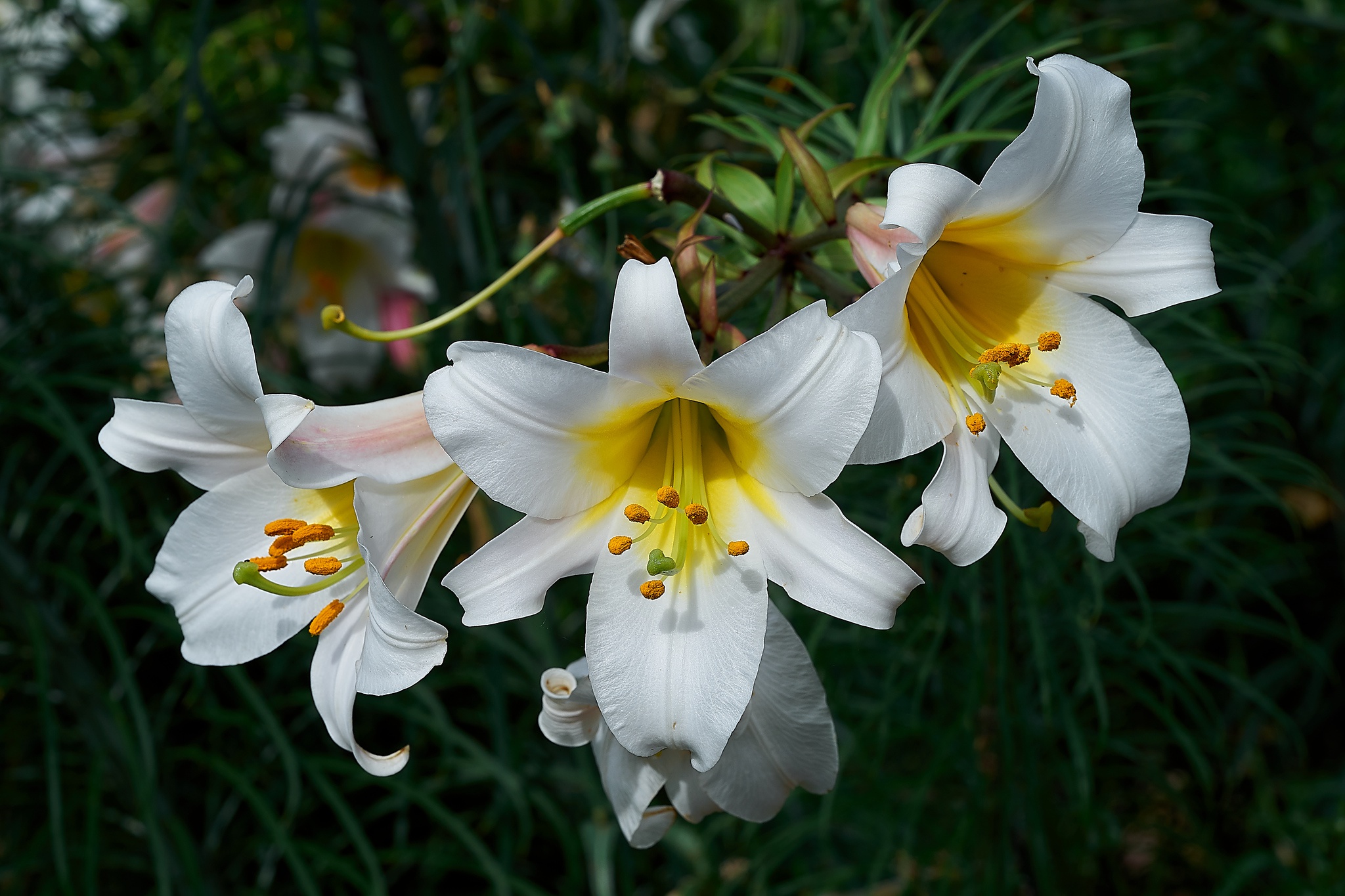 Download Flower Nature Lily HD Wallpaper