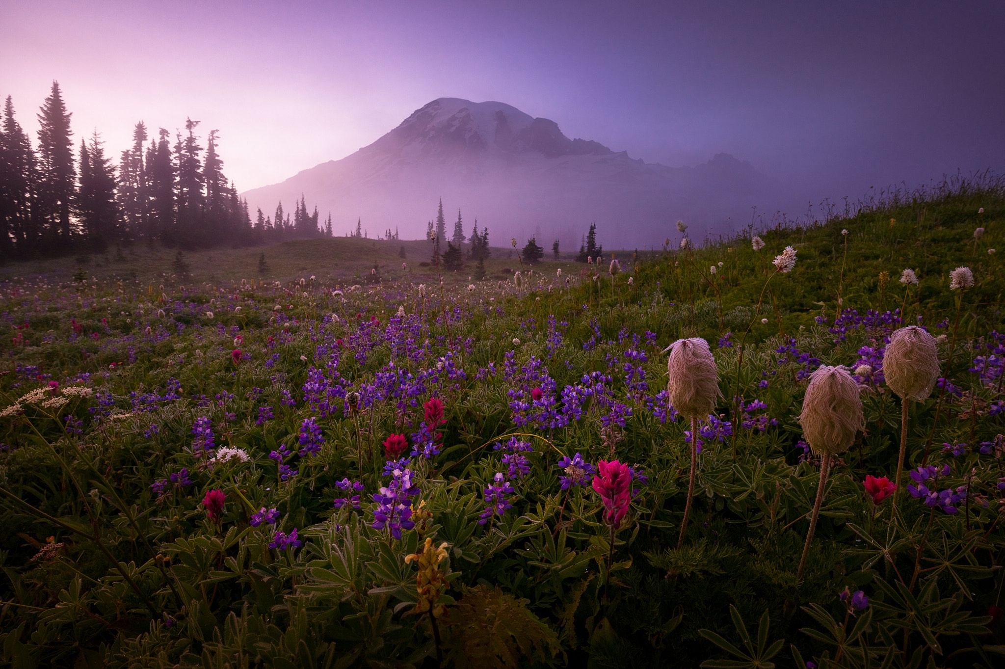 Foggy Nature Flowers Amazon.com : Yeele 15x8ft Vinyl Dawn Forest