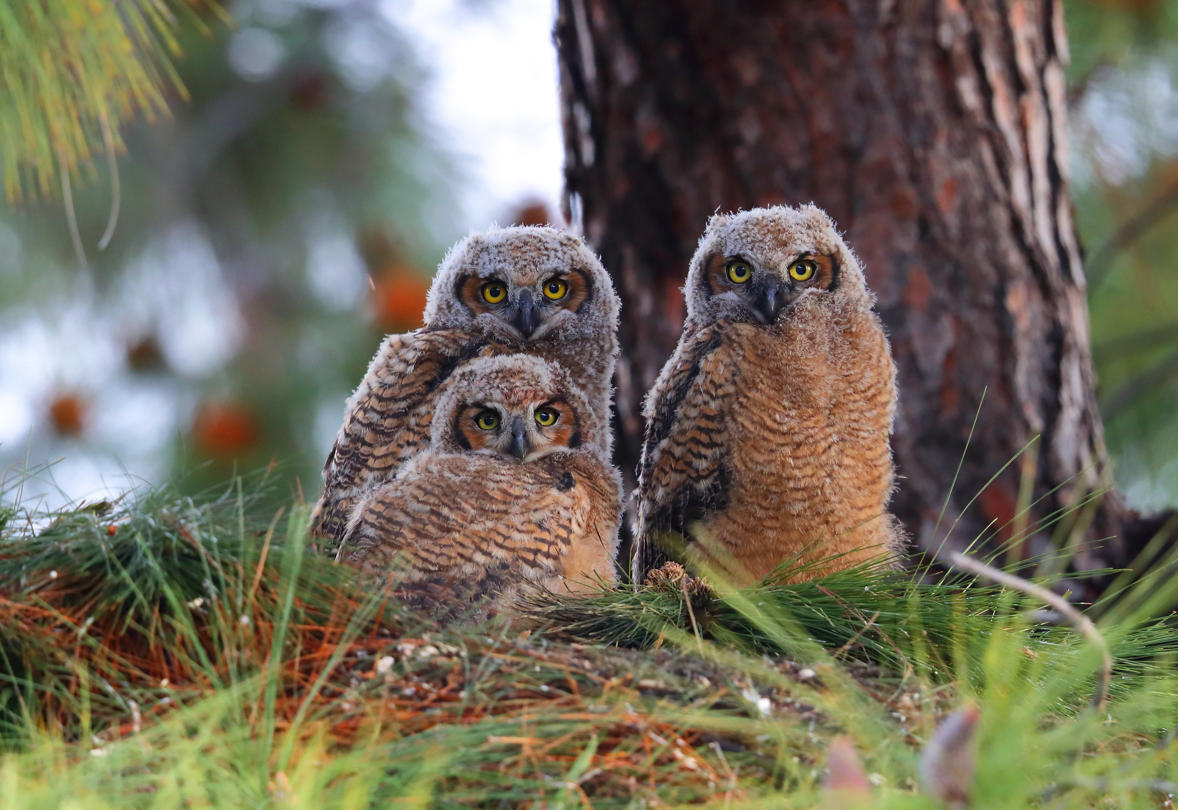 Download Bird Animal Owl 4k Ultra HD Wallpaper