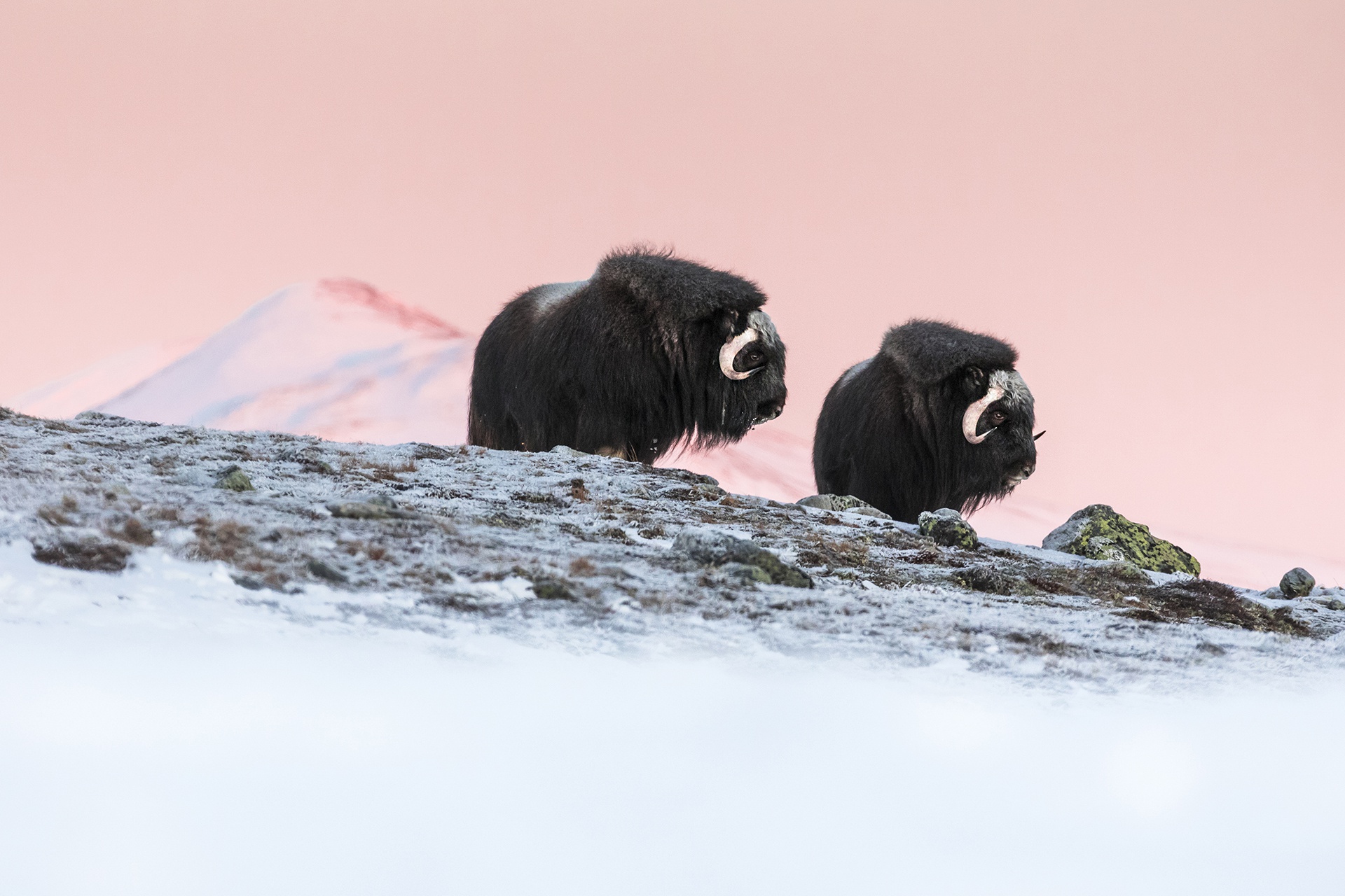 Download Animal Muskox HD Wallpaper