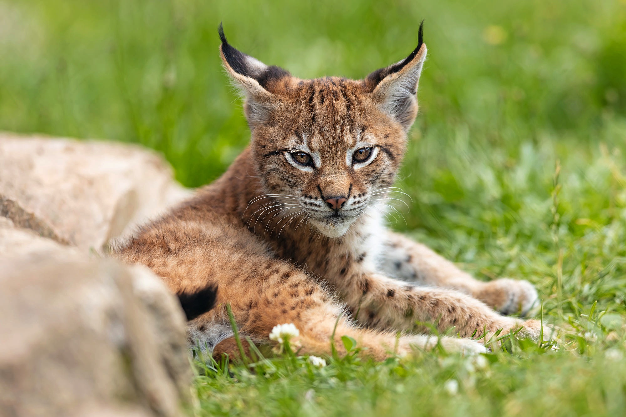 Download Cub Baby Animal Animal Lynx HD Wallpaper