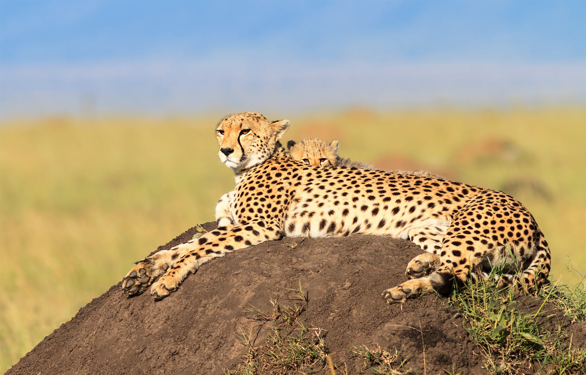 Download Cub Baby Animal Animal Cheetah HD Wallpaper