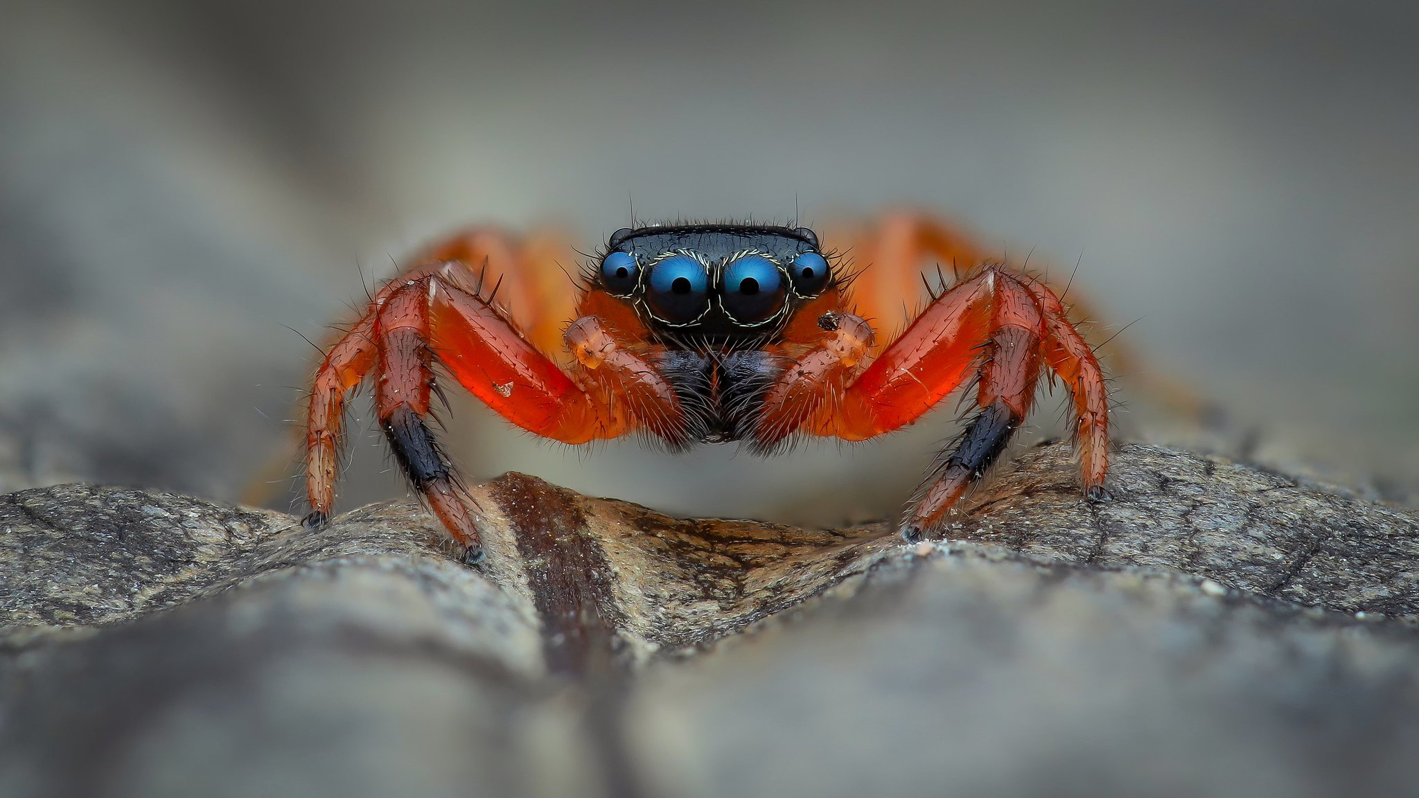 Download Spider Macro Animal Jumping Spider HD Wallpaper
