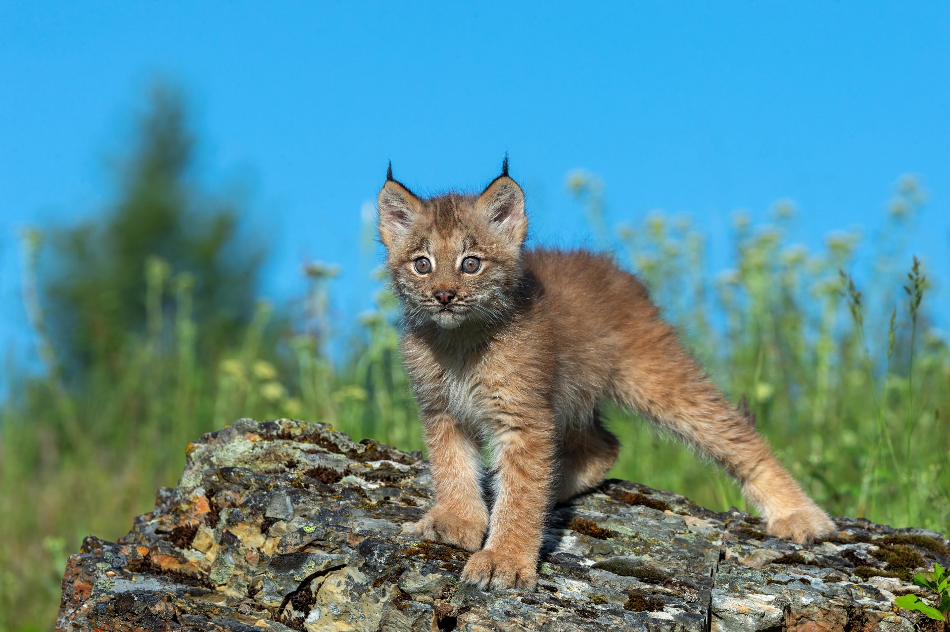 4K Ultra HD Lynx Cub in the Wild: Stunning Nature Wallpaper