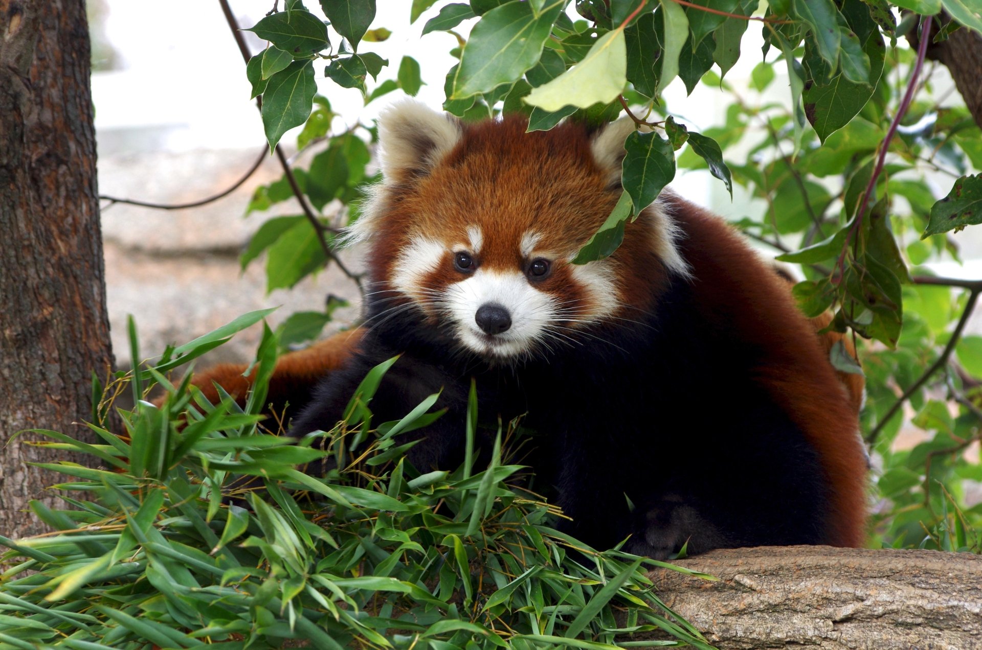 4K Ultra HD Red Panda: Nature's Fiery Forest Gem