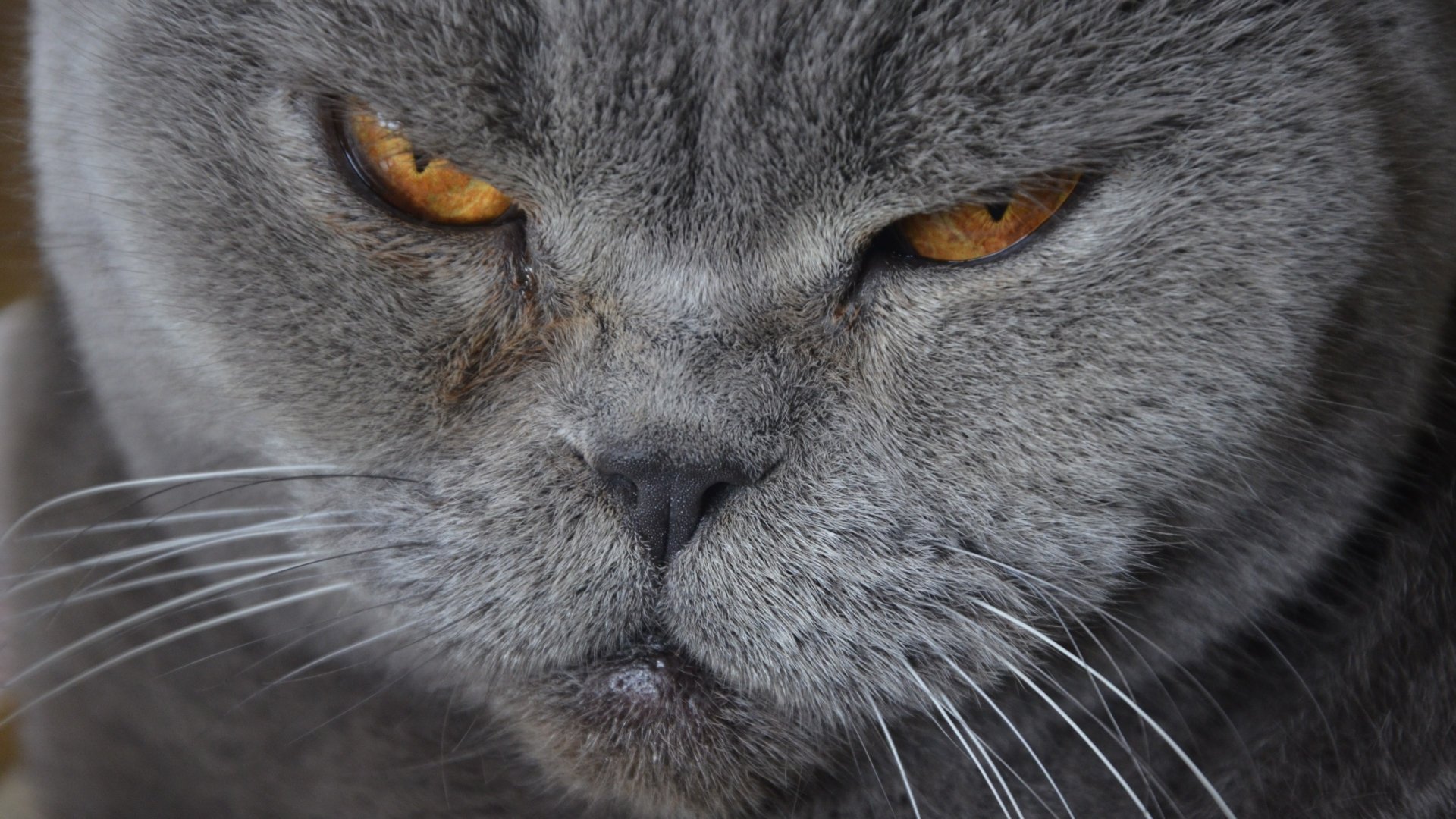Majestic Grey Cat: 4K Ultra HD Animal Wallpaper