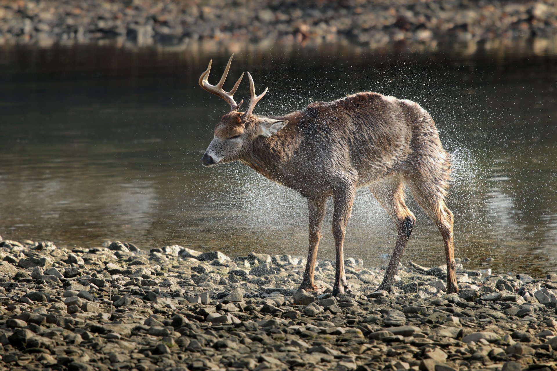 Download Animal Deer 4k Ultra HD Wallpaper | 5472x3648 | Wallpaper Abyss