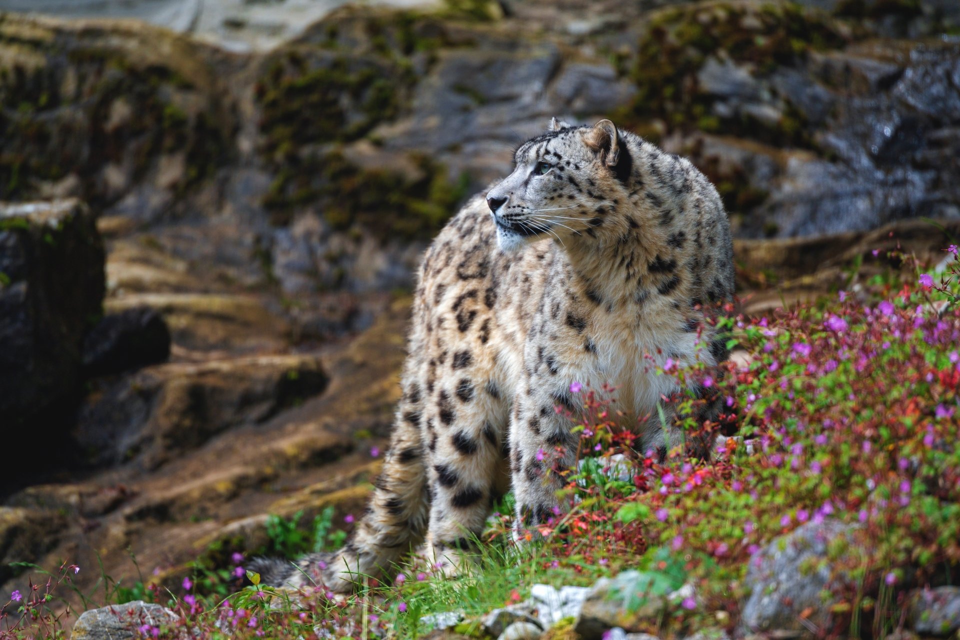 Download Animal Snow Leopard 4k Ultra HD Wallpaper