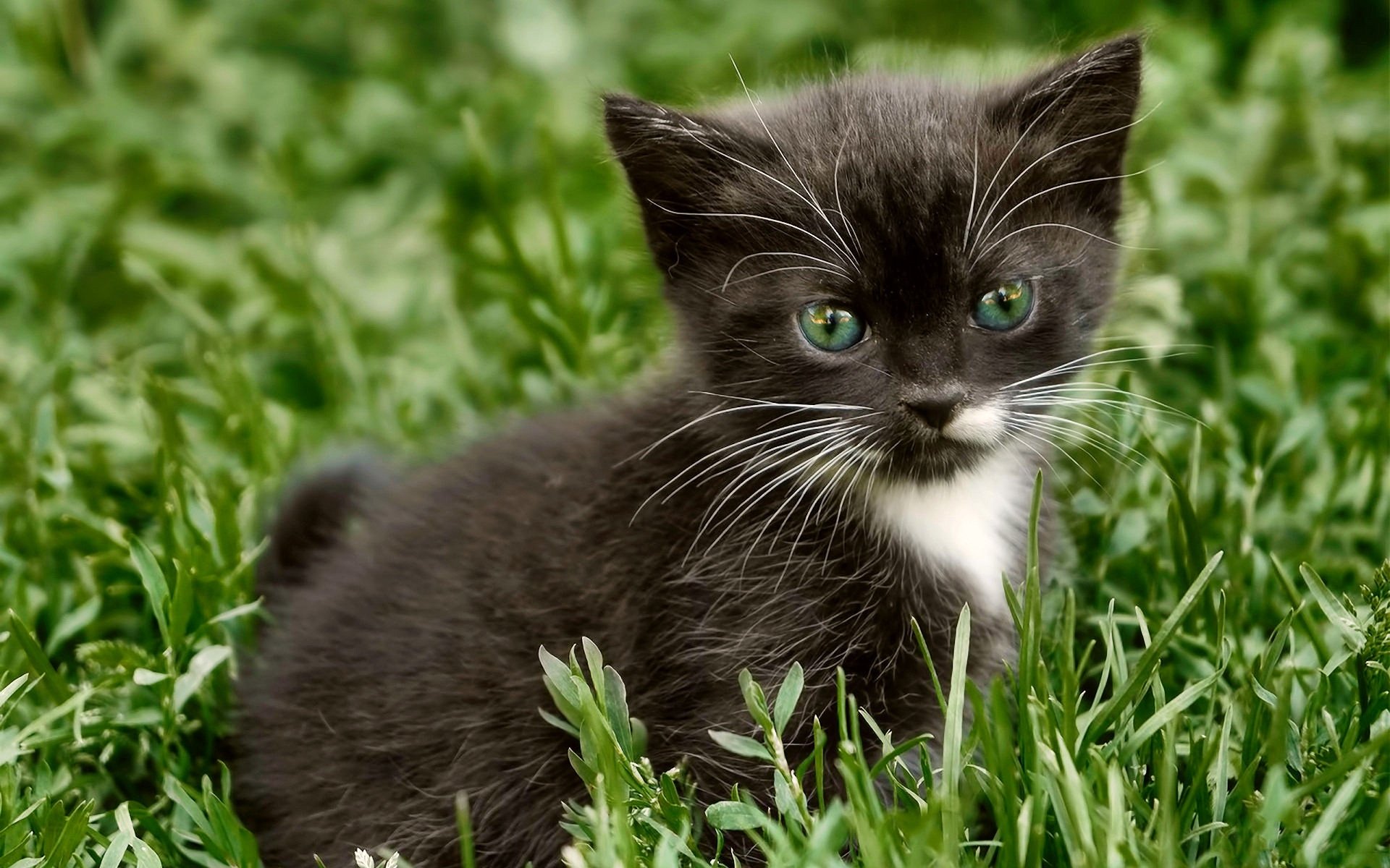 Adorable Kitten HD Wallpaper: Charming Black and White Cat in Nature ...