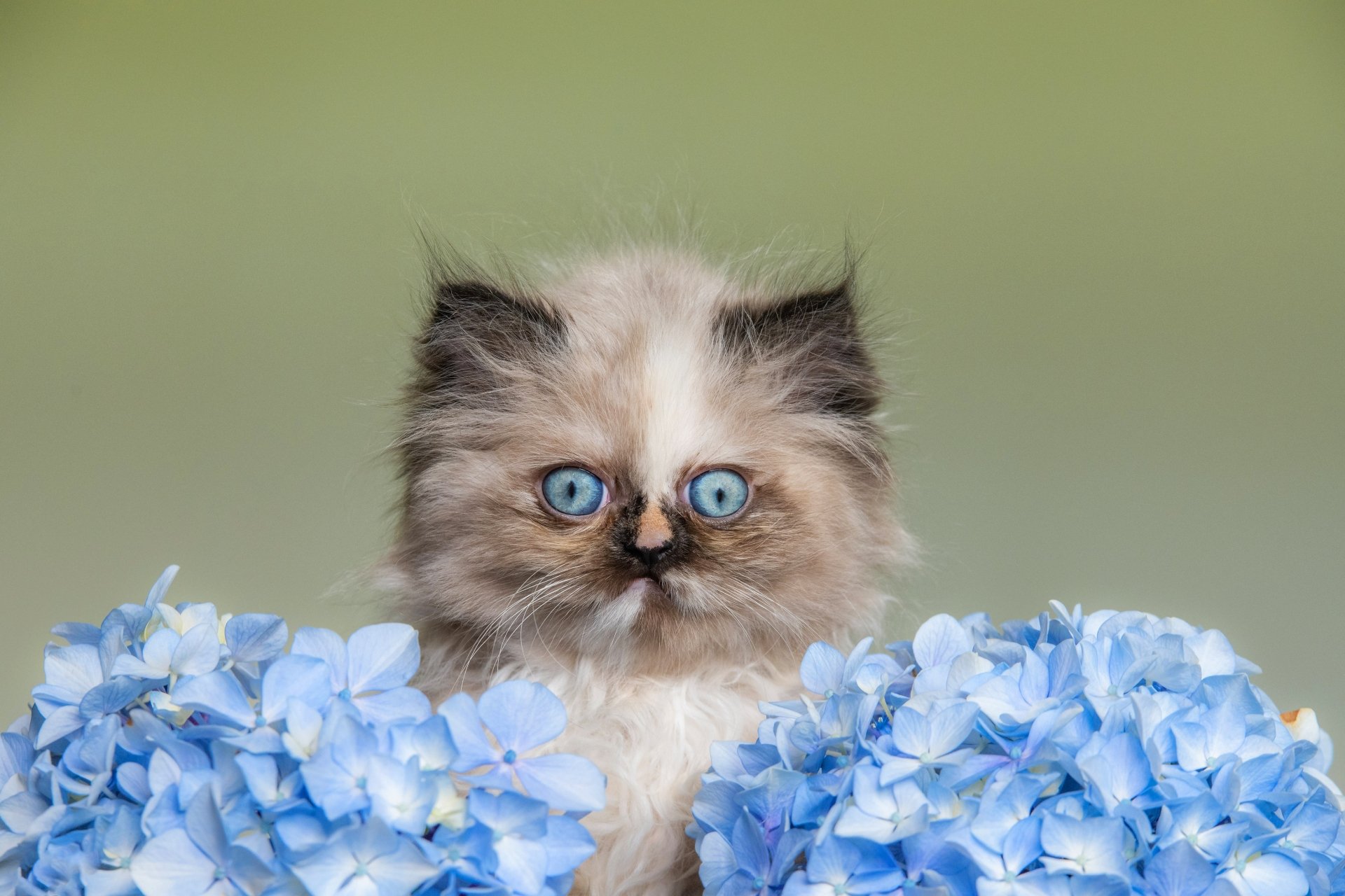 4K Ultra HD Kitten Stare Amid Blue Blossoms – Adorable Baby Animal Delight
