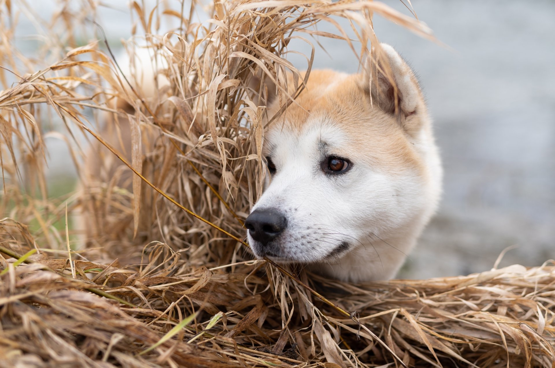 Download Dog Animal Akita 4k Ultra HD Wallpaper