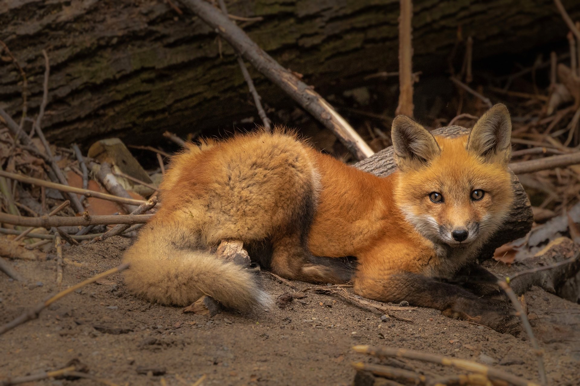 Wild Fox in HD: Nature’s Cunning Beauty