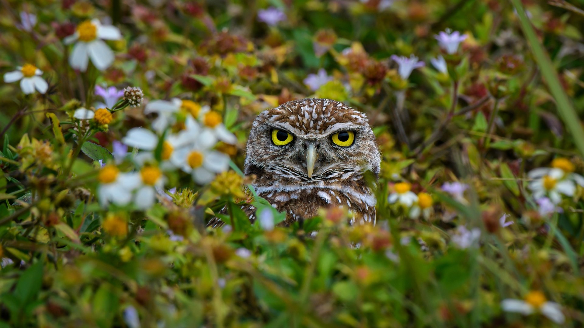 Download Bird Animal Owl 4k Ultra HD Wallpaper | 3840x2160 | Wallpaper ...