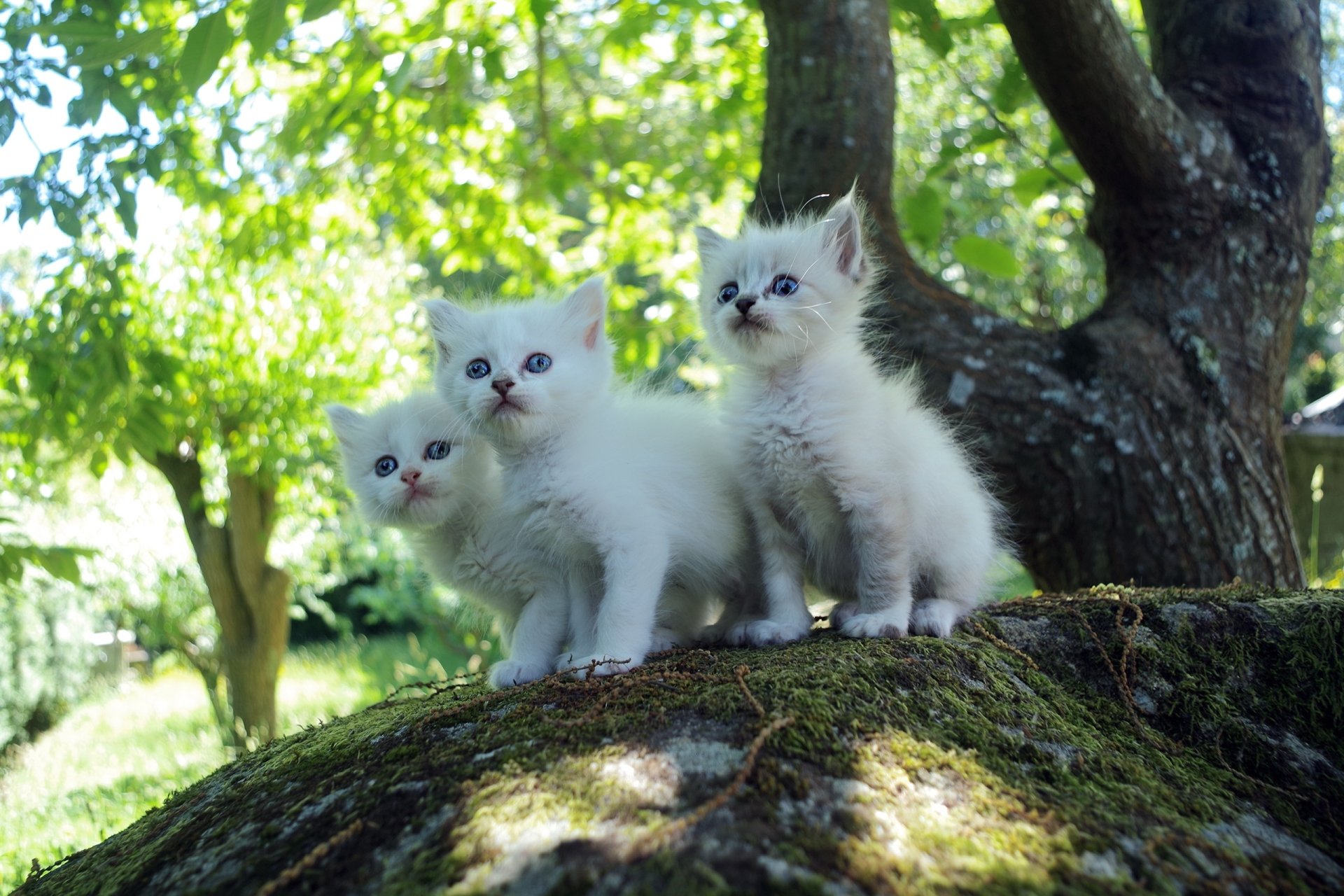 2K Quad HD Wallpaper — Three Fluffy Kittens on Mossy Rock | 2560x1707 ...