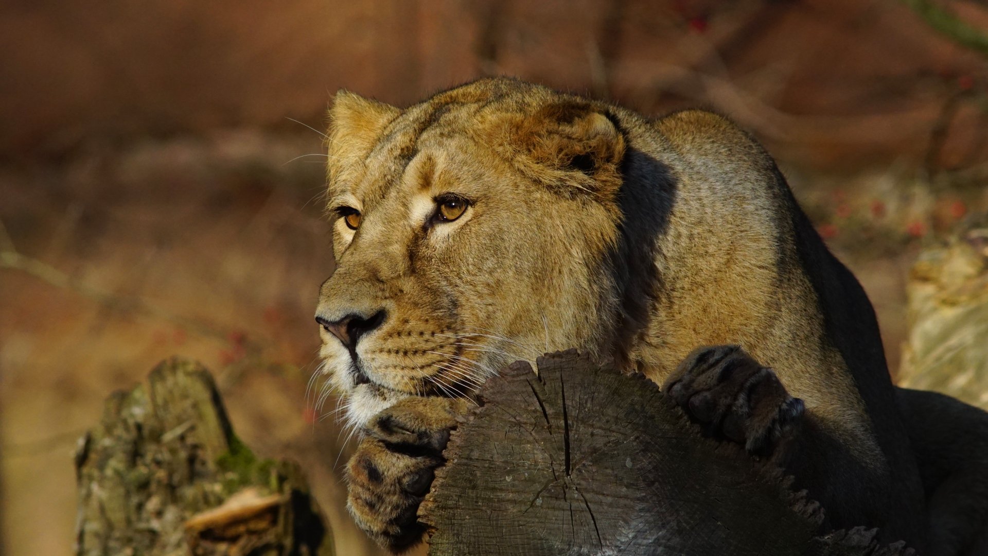 Download Animal Lion 4k Ultra HD Wallpaper