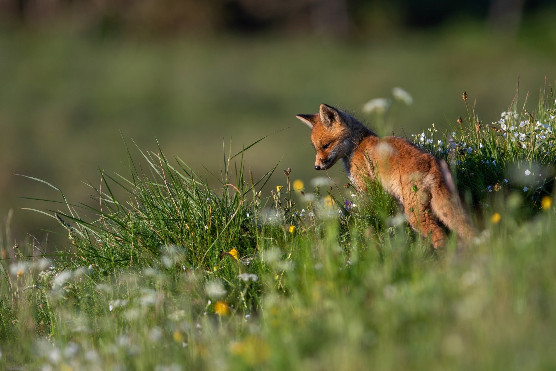 4K Ultra HD Fox: Nature's Silent Wonder in Bloom