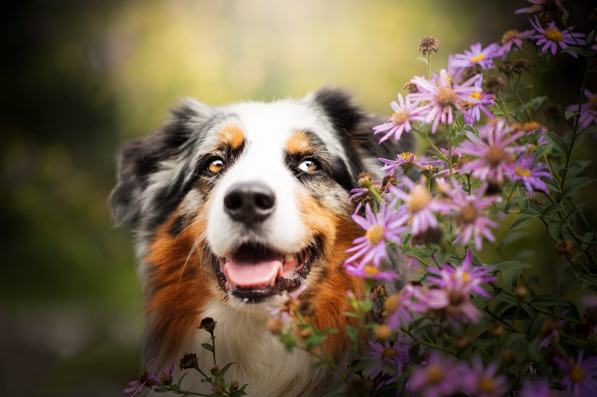 Download Dog Animal Australian Shepherd HD Wallpaper