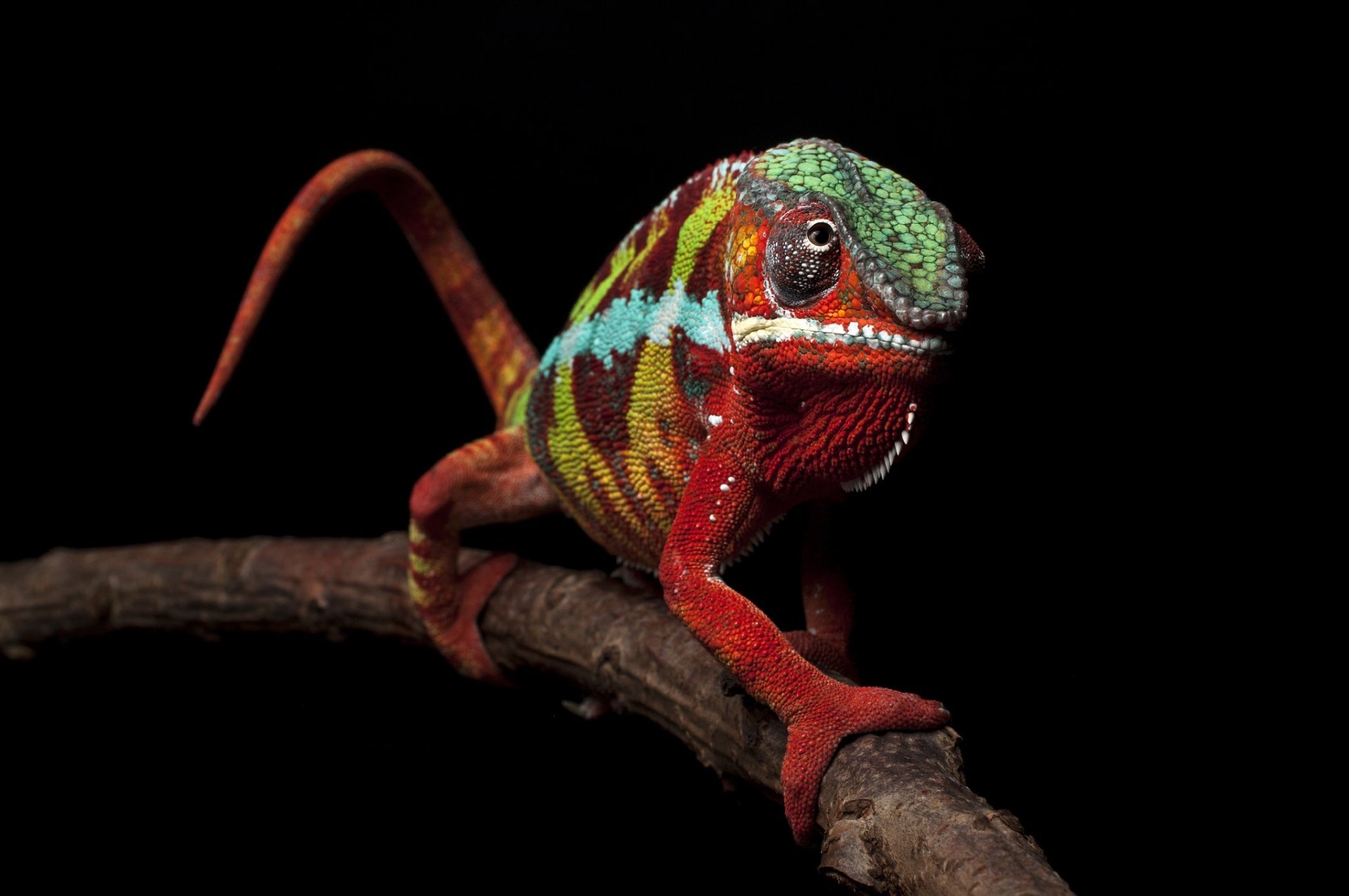 Animal Chameleon HD Wallpaper