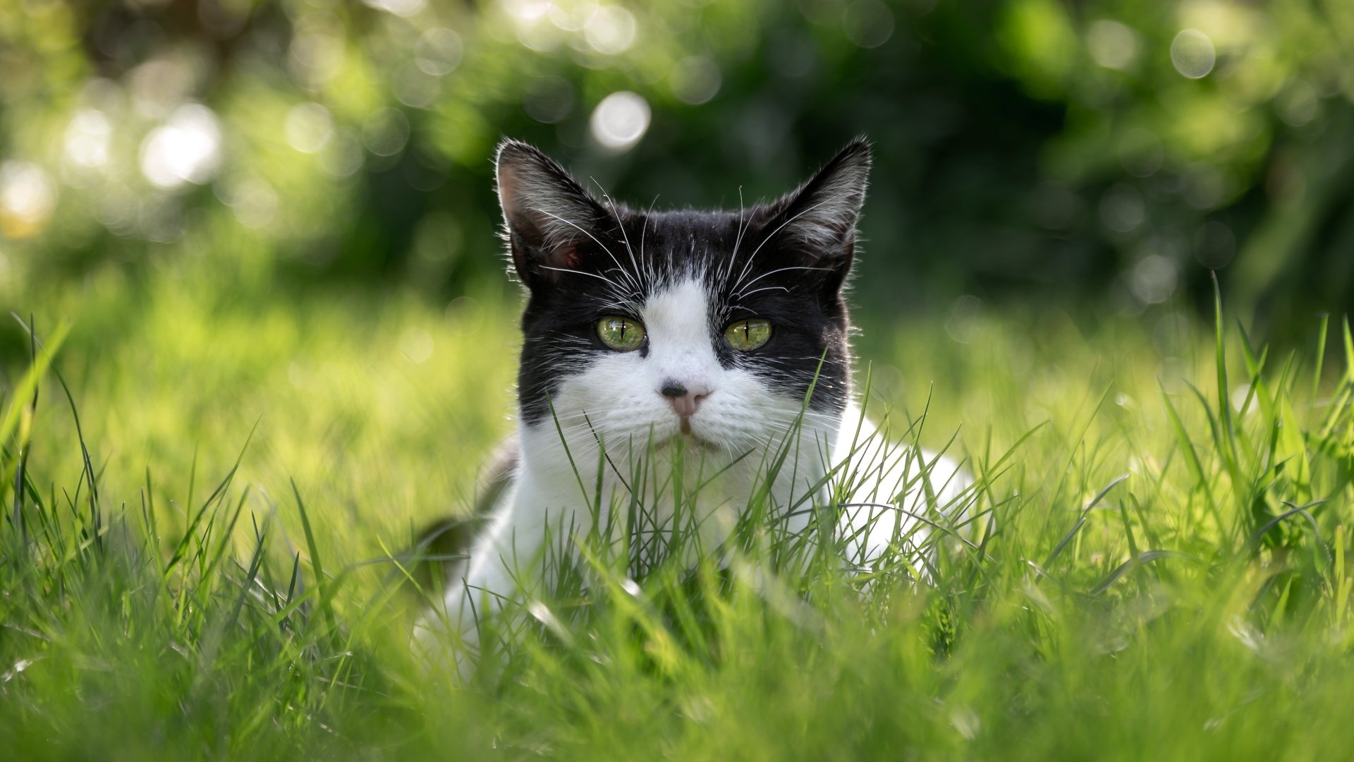 4K Ultra HD Cat Wallpaper — Meadow Gaze | 3840x2160 | Wallpaper Abyss