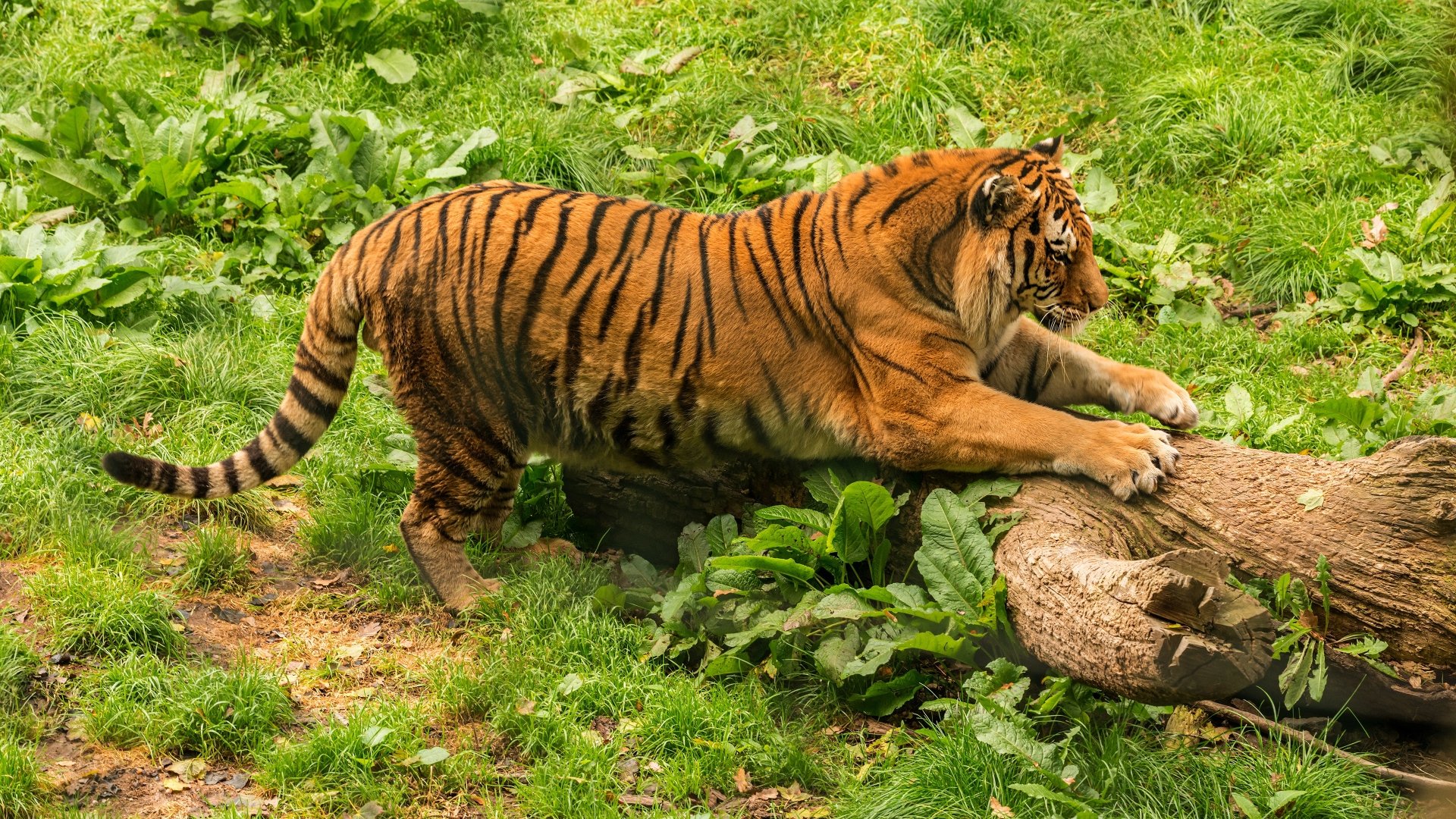 Download Animal Tiger 4k Ultra HD Wallpaper | 3840x2160 | Wallpaper Abyss