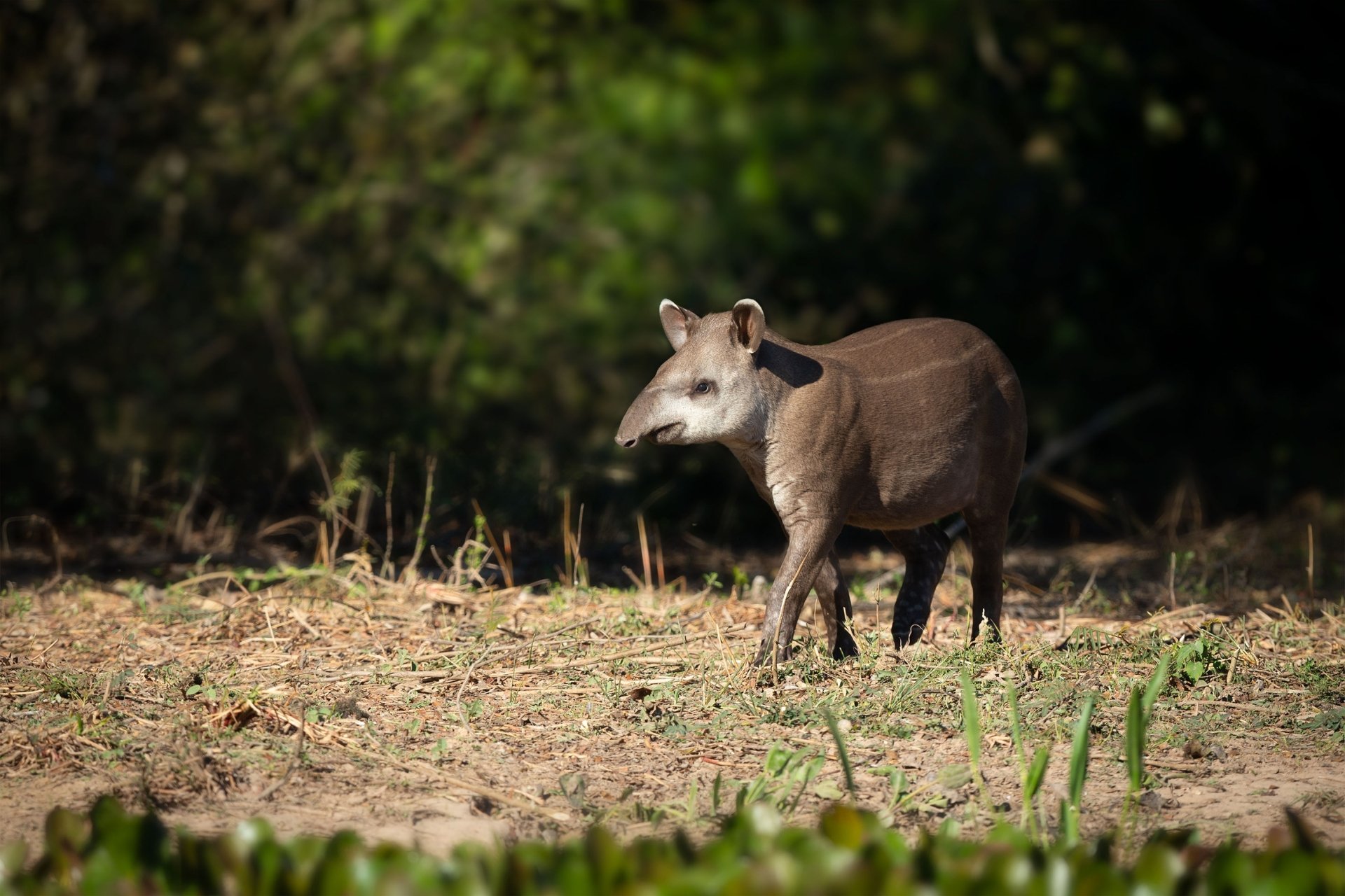 Download Animal Tapir HD Wallpaper