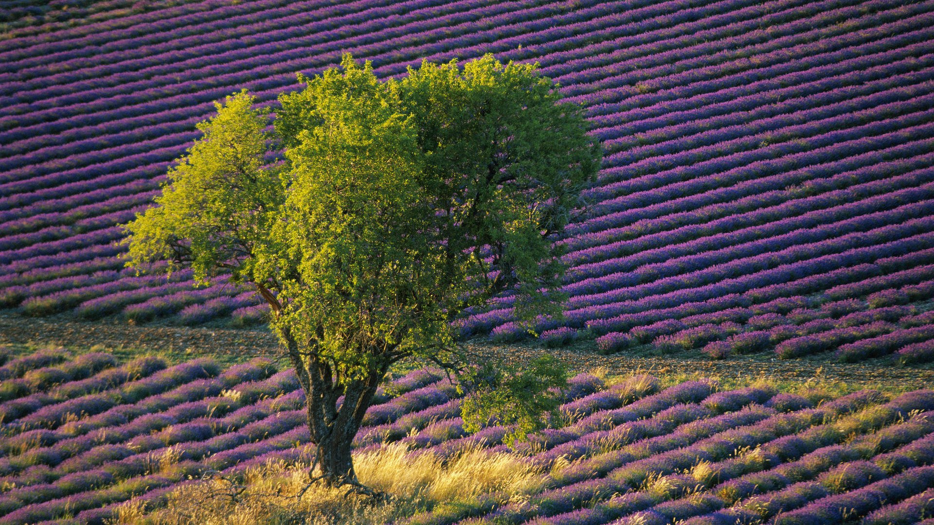 Download Nature Field HD Wallpaper | 1920x1080 | Wallpaper Abyss