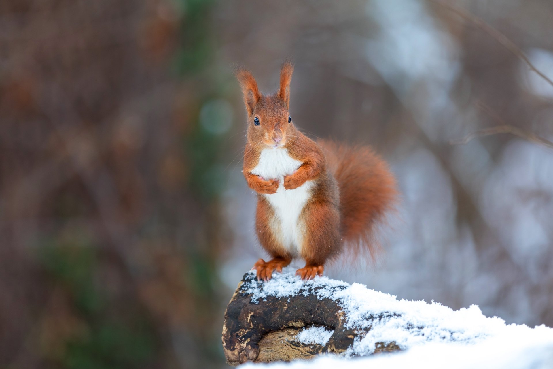 Download Animal Squirrel 4k Ultra HD Wallpaper