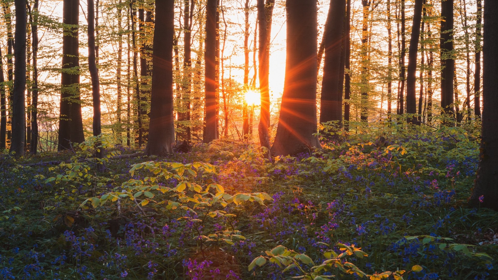 Download Flower Sunlight Summer Nature Forest 4k Ultra HD Wallpaper