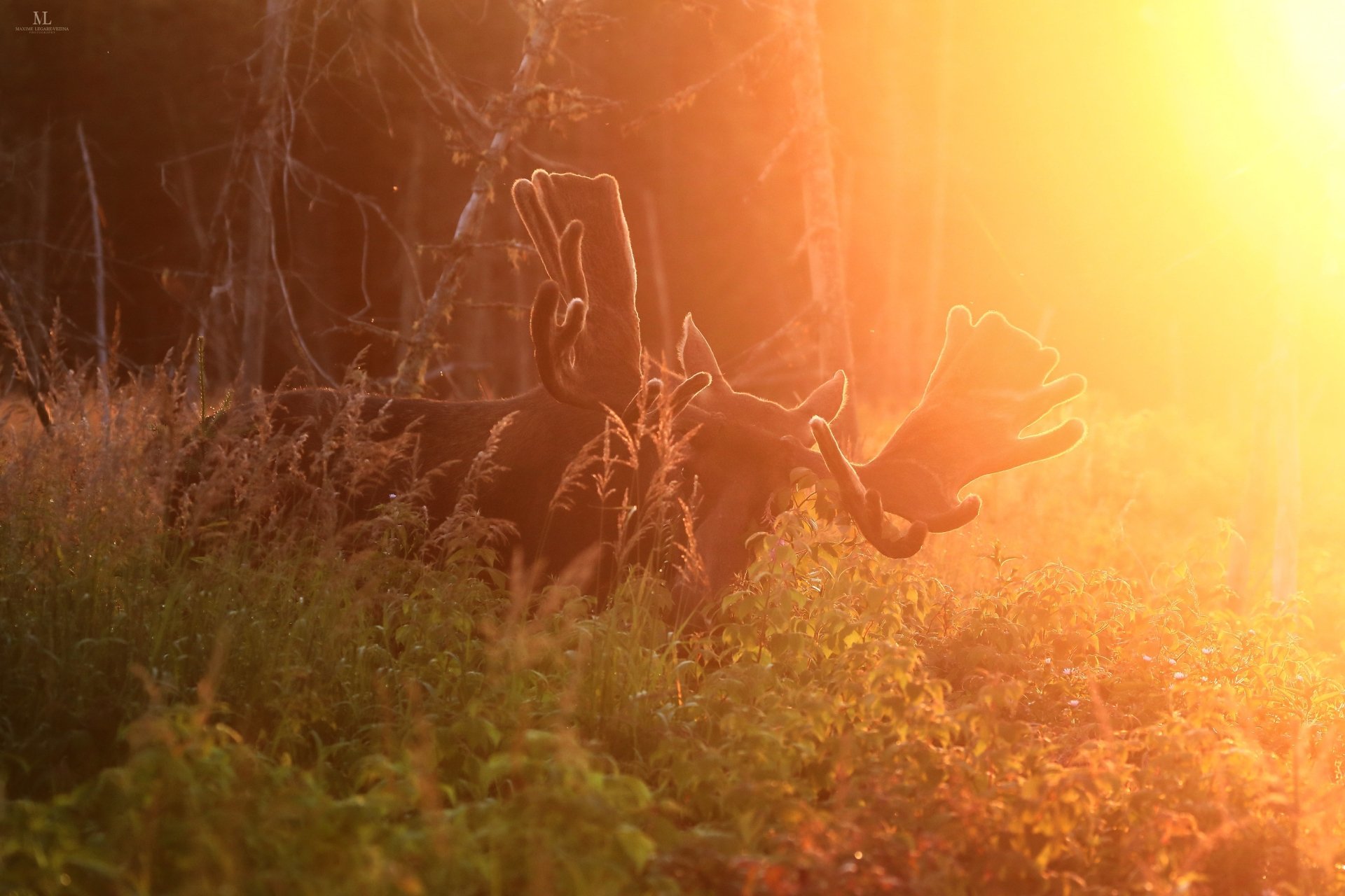 Download Nature Sunlight Animal Moose HD Wallpaper
