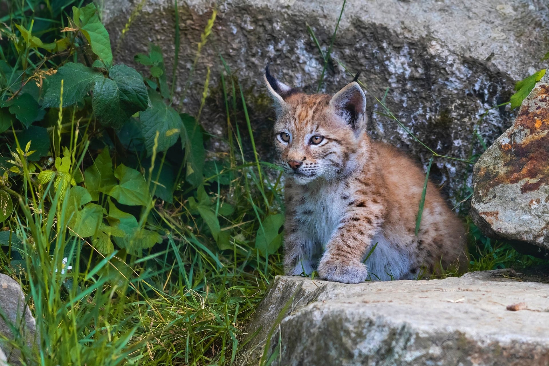 Animal Lynx HD Wallpaper