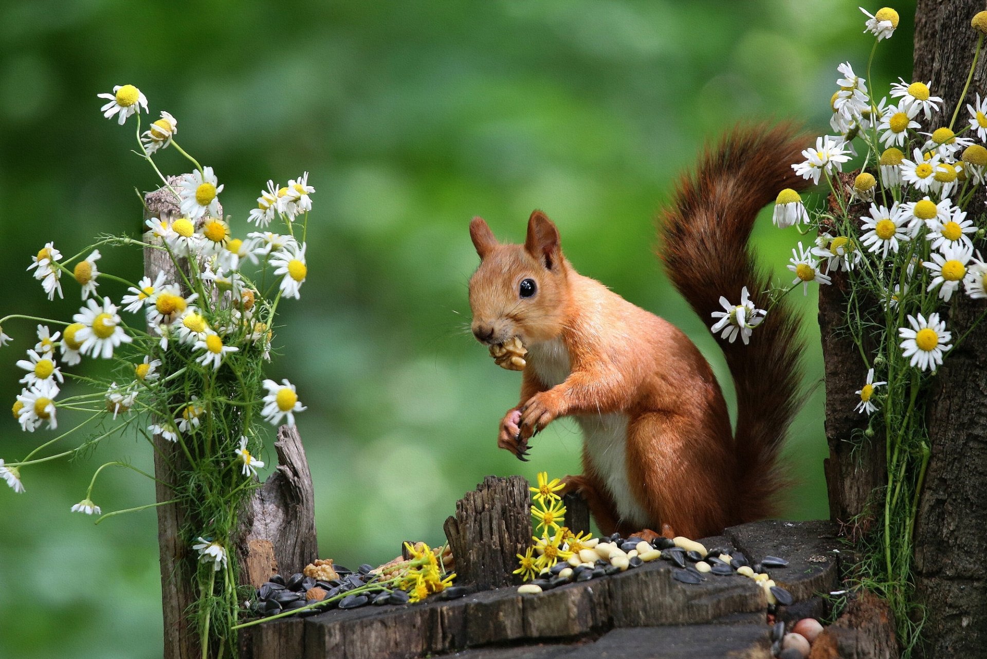 Download Rodent Animal Squirrel HD Wallpaper