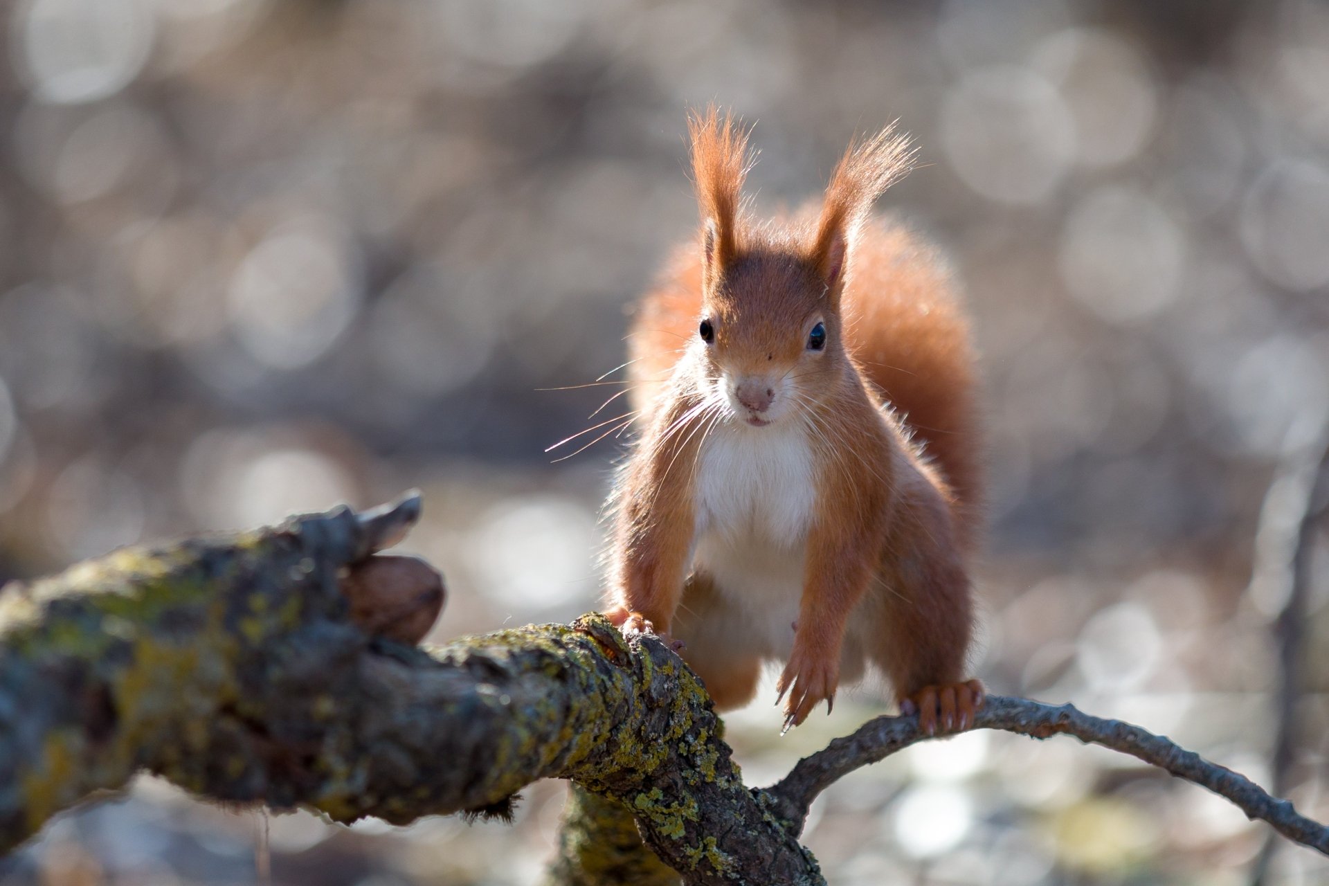 Download Rodent Animal Squirrel HD Wallpaper | 3562x2375 | Wallpaper Abyss