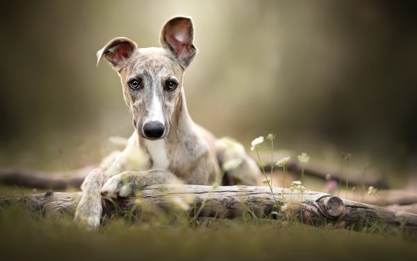 Moril-female whippet HD Wallpaper | Background Image | 1920x1200 | ID ...