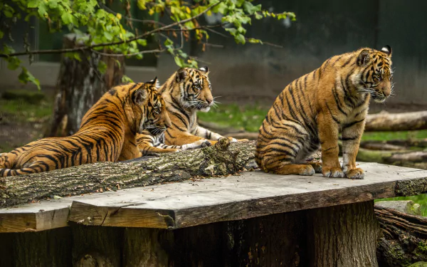 [40+] Zoo 4k Wallpapers