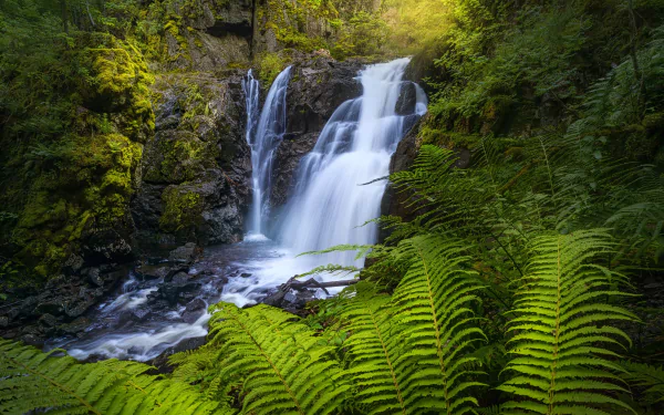 Download Nature Fern HD Wallpaper